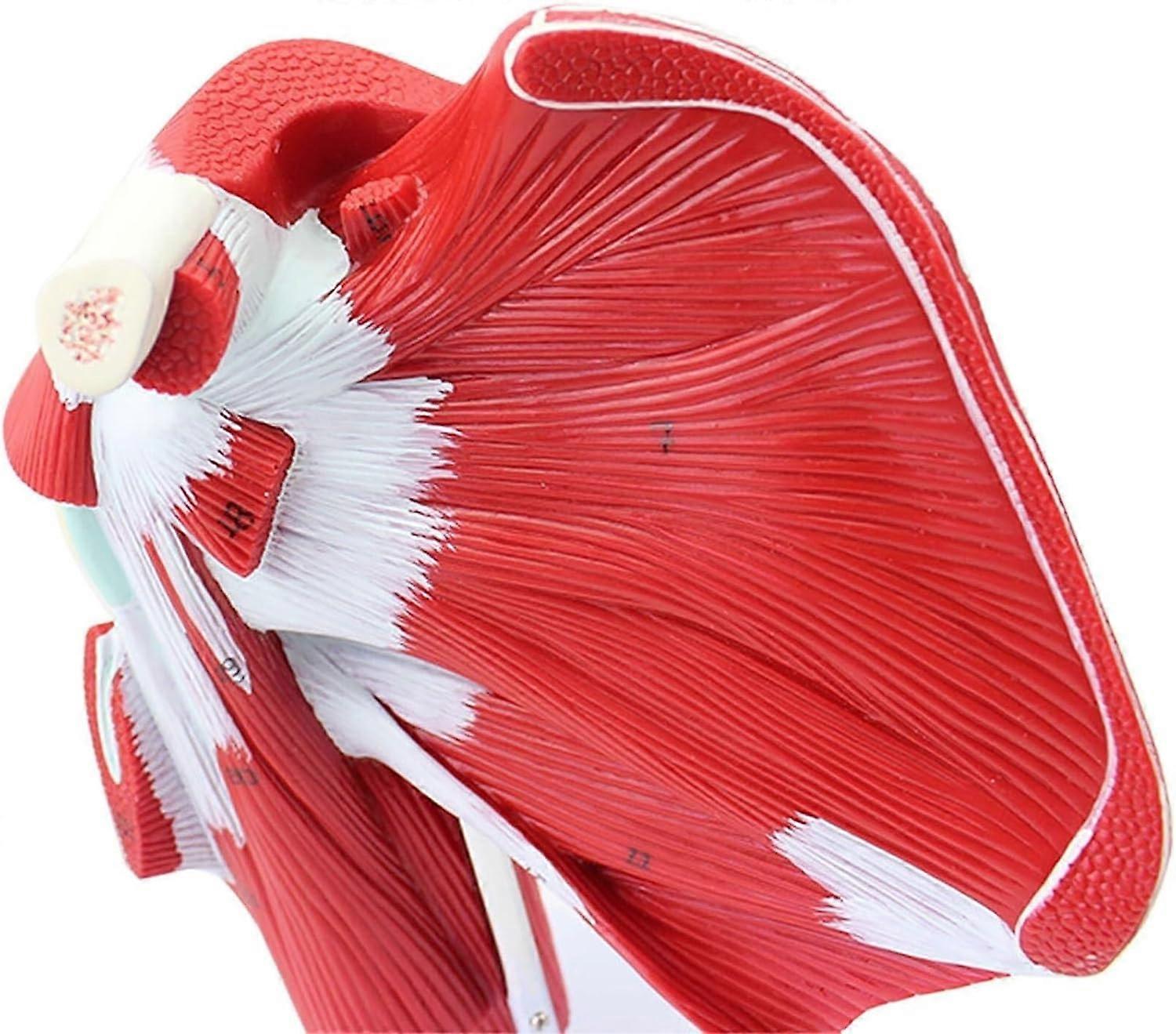 Shoulder Joint Muscle Anatomy Model for Upper Limbs, Detailed Deep ...