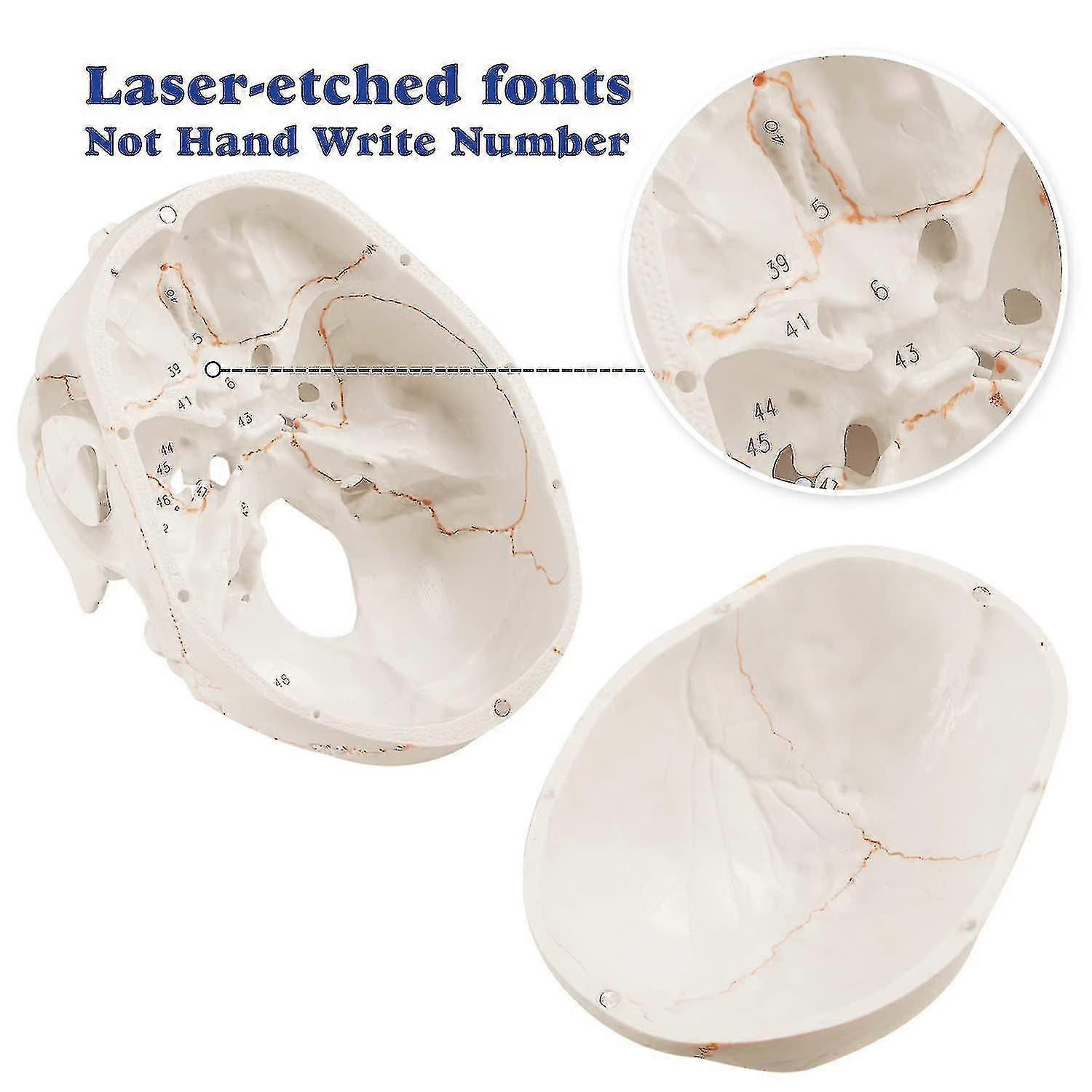 Upgraded Life Size Human Head Skull Anatomical Model With Newest Laser ...