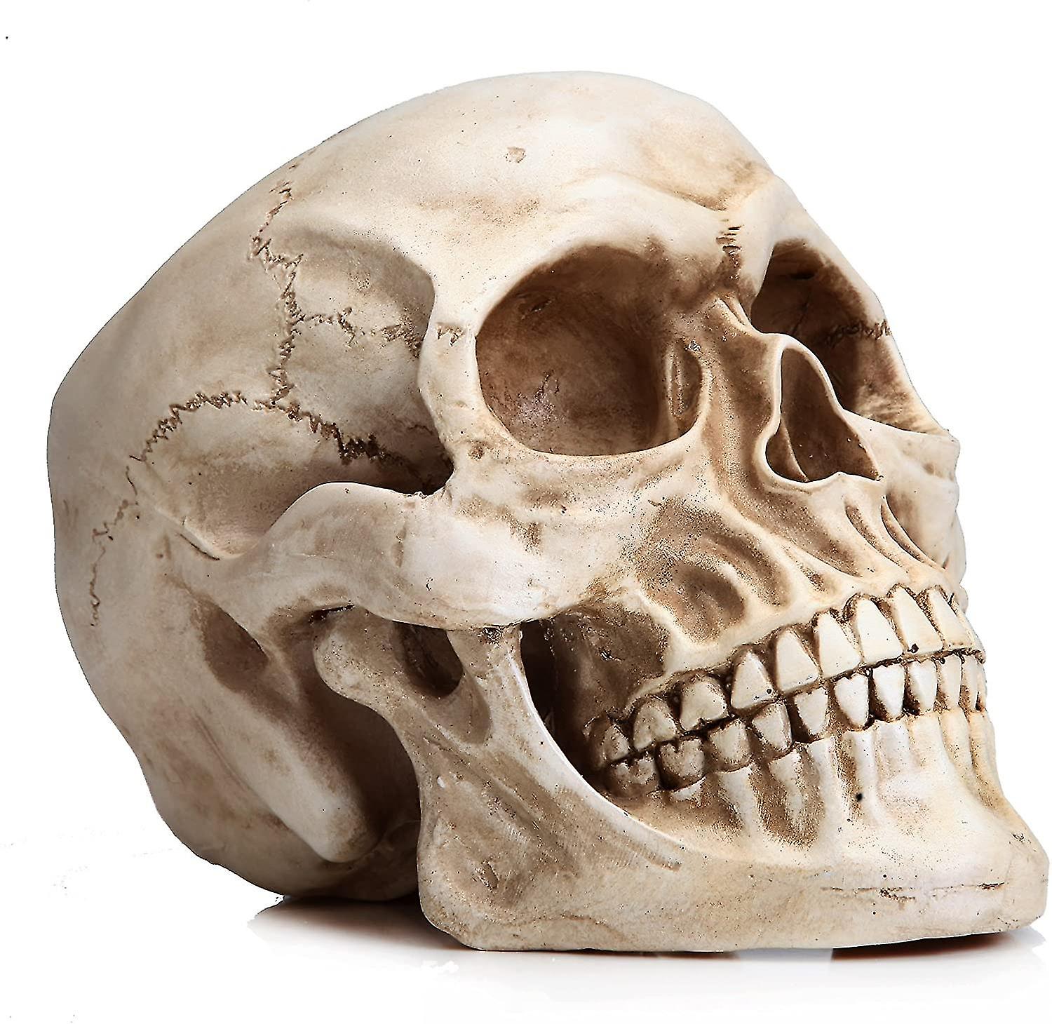 Life Size Human Skull Model 1:1 Replica Realistic Human Adult Skull ...