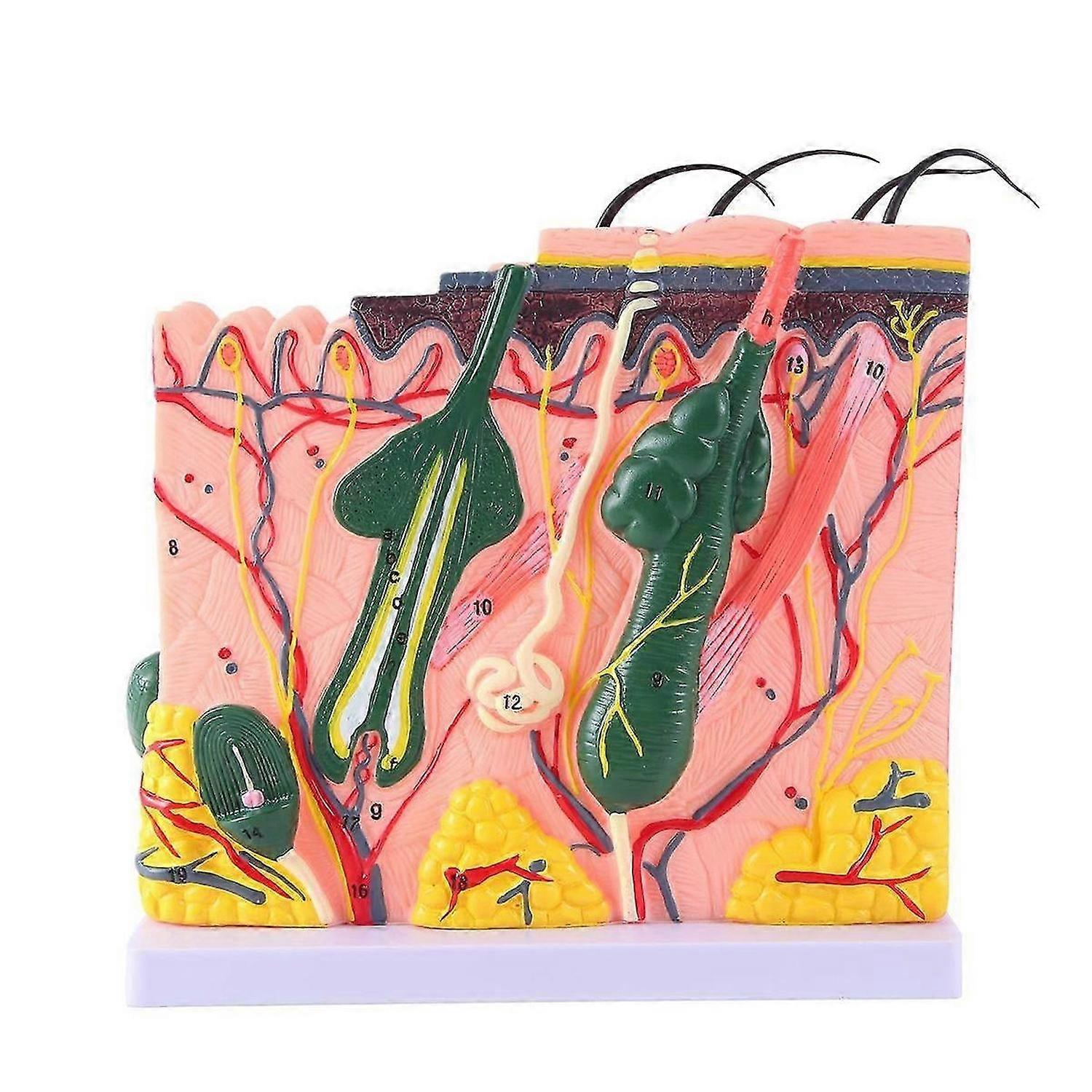 Skin Model Skin Hair Structure Enlarged Model Anatomy Model Scientific ...
