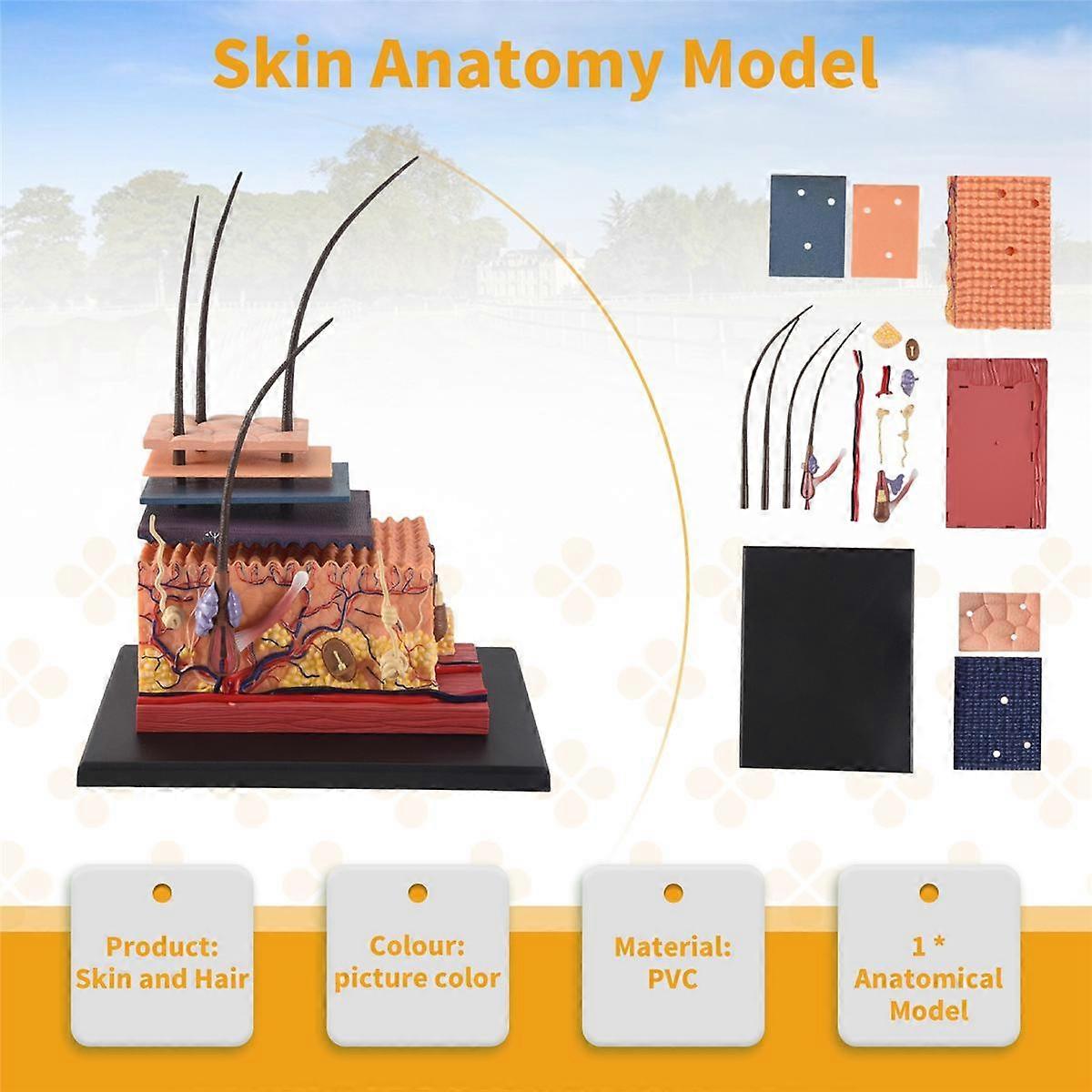 4D Human Skin Model Hair Organs Assembling Puzzle Model Teaching Model ...