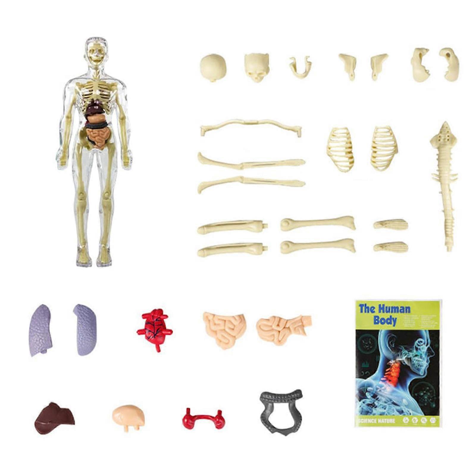 Anatomy Model For Kids Human Torso Science Learning Removable Human ...