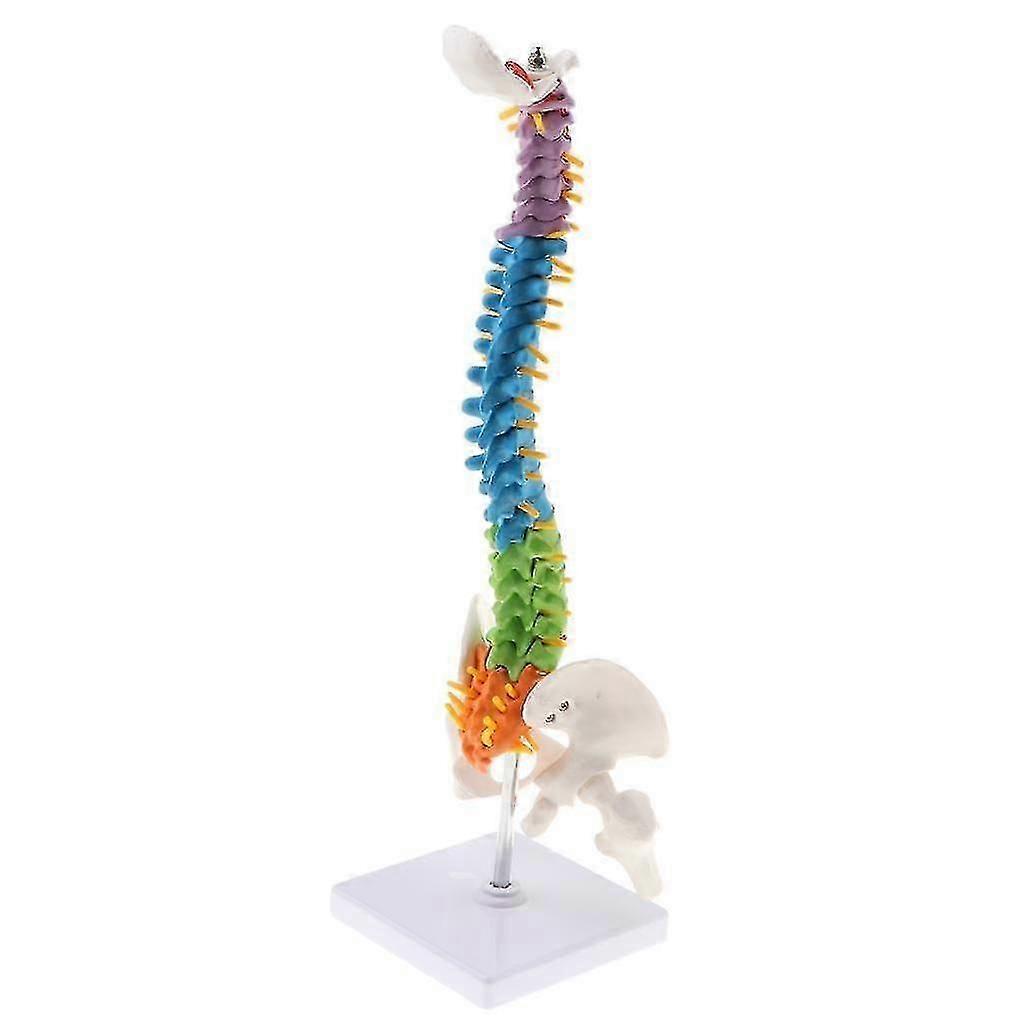 45cm Scientific Ultra Flexible Spine Model, Life Size Human Vertebral ...