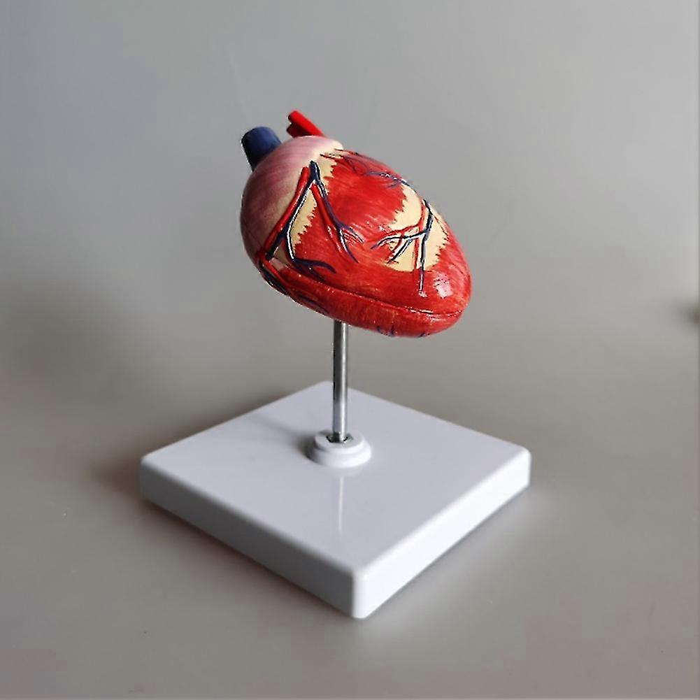 Dog Heart Anatomy Model Canines Pet Teaching Aid Healthy Dog Heart ...