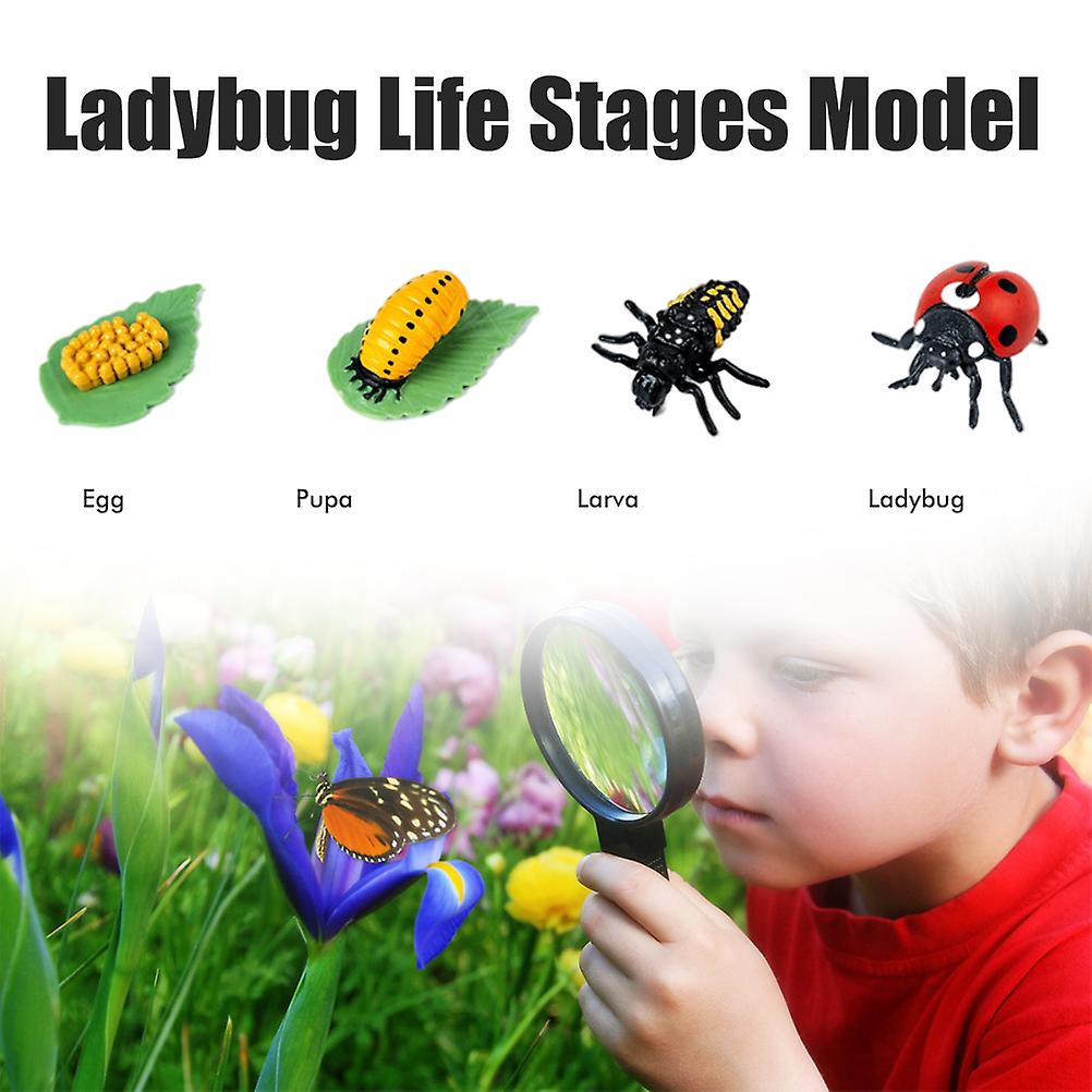 Insects Life Cycle Kit Stages Of Insect With Wooden Tray Educational ...