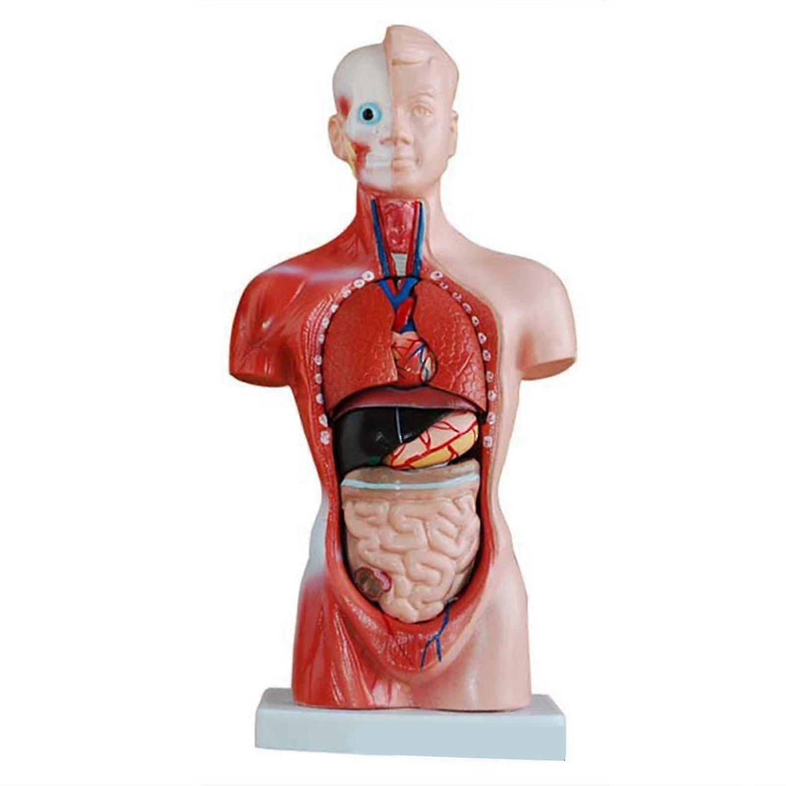 4d Anatomical Assembly Model Of Human Organs For Teaching Education Sc ...