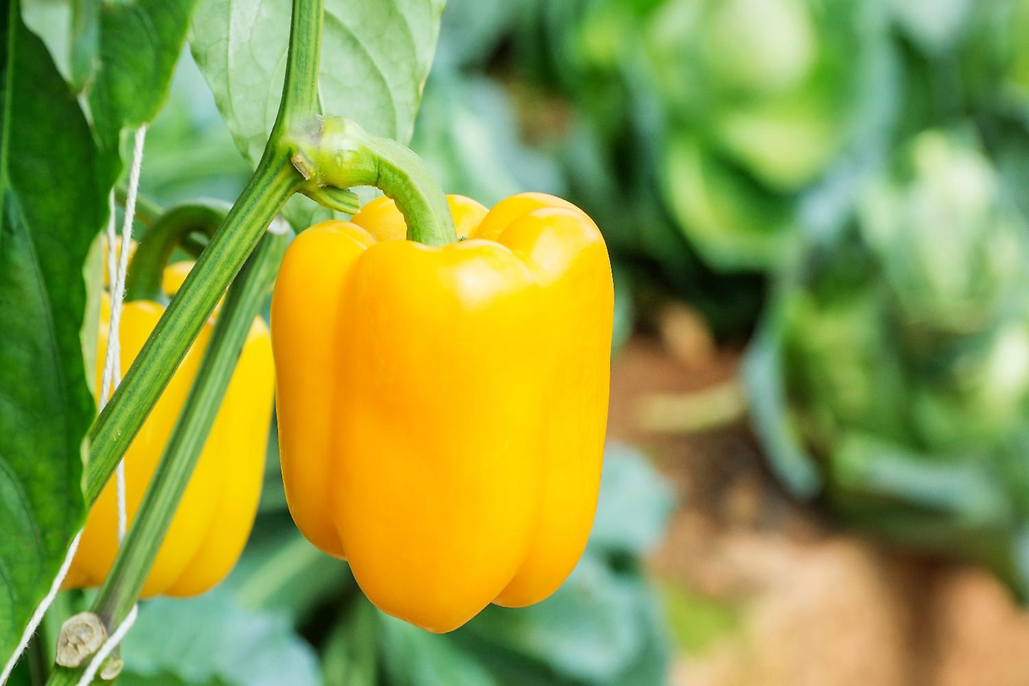 Saflax - 20 seeds - Organic - Sweet Pepper - Golden California Wonder ...