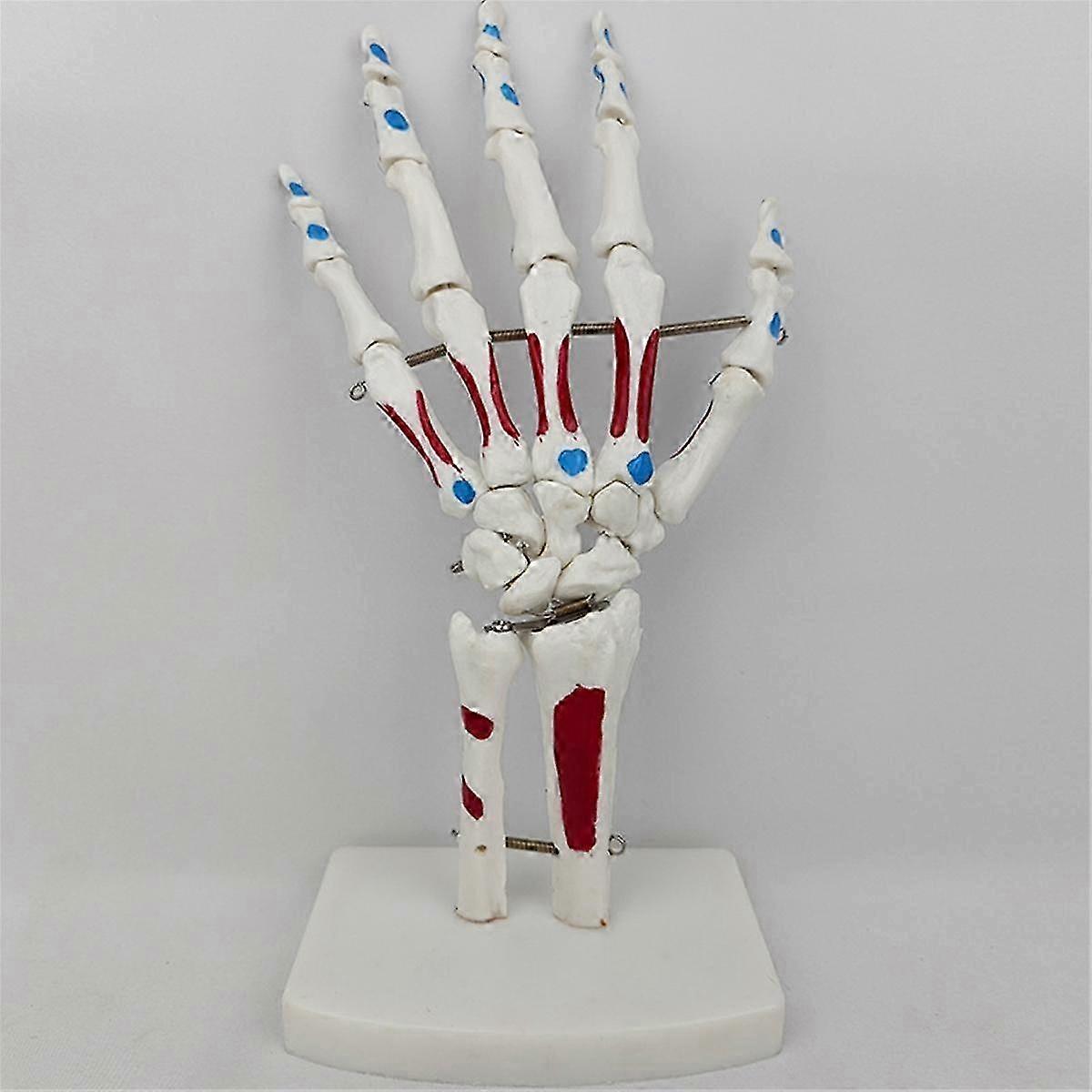 Skeleton Hand Model, Hand Joint Model, with Wrist, Ulna, Hinged Hand ...