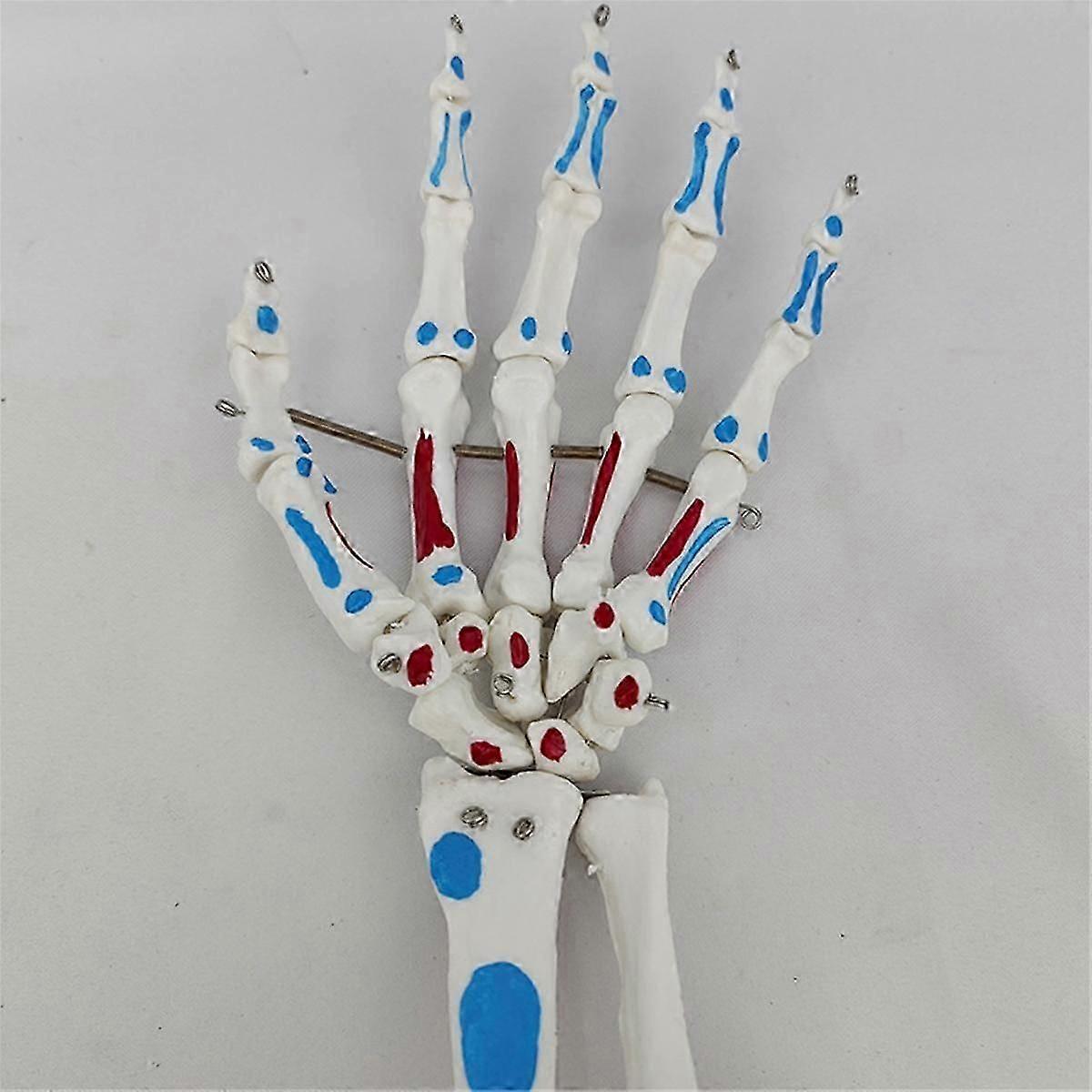 Skeleton Hand Model, Hand Joint Model, With Wrist, Ulna, Hinged Hand ...