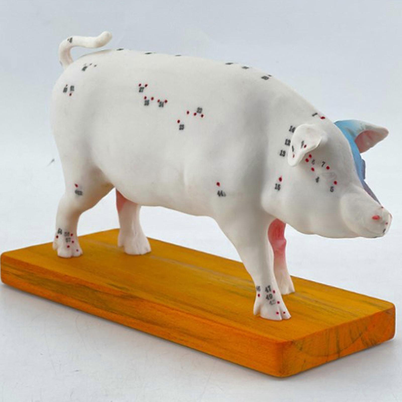 Pig Anatomy Model Animal Anatomical Model for Veterinary Learning Pig ...