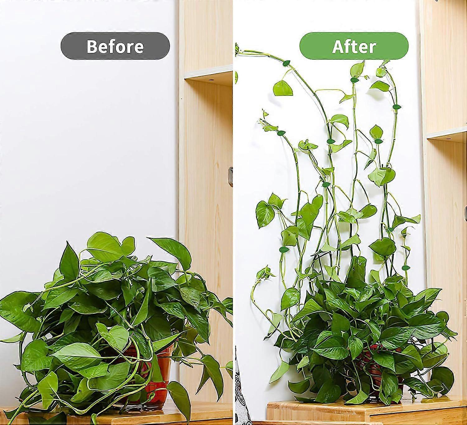 Plant Clips for Climbing Plants, Self-Adhesive Plant Climbing Fixture ...