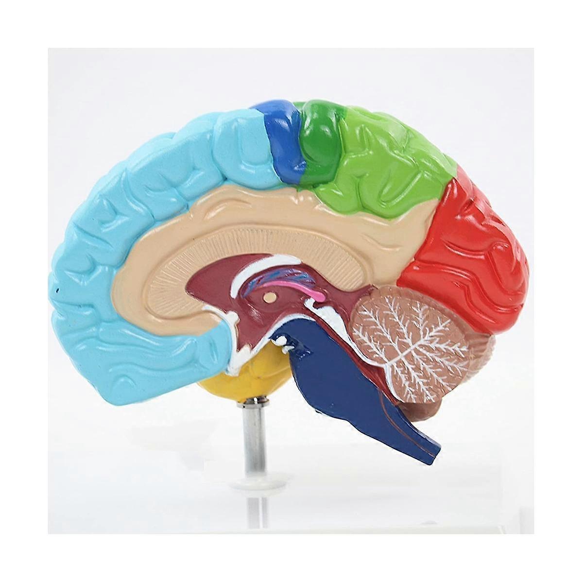 Right Hemisphere of Brain Human Body Model Education Brain Model 1:1 ...