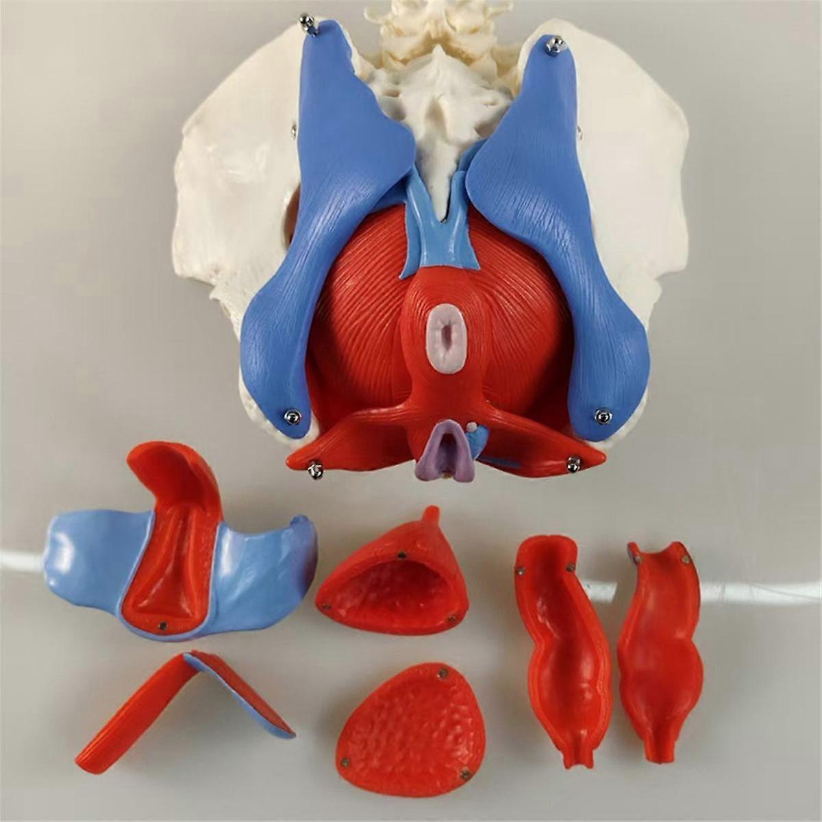 New 2-Section Lumbar Belt Female Pelvic Floor Muscle Model Detachable ...