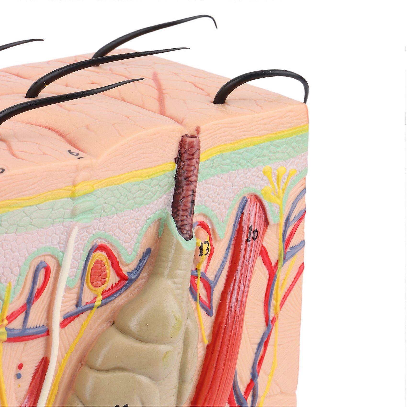 70 Times Skin Model Human Skin Structure Model Hierarchical Structure Skin Magnification Anatomy ...