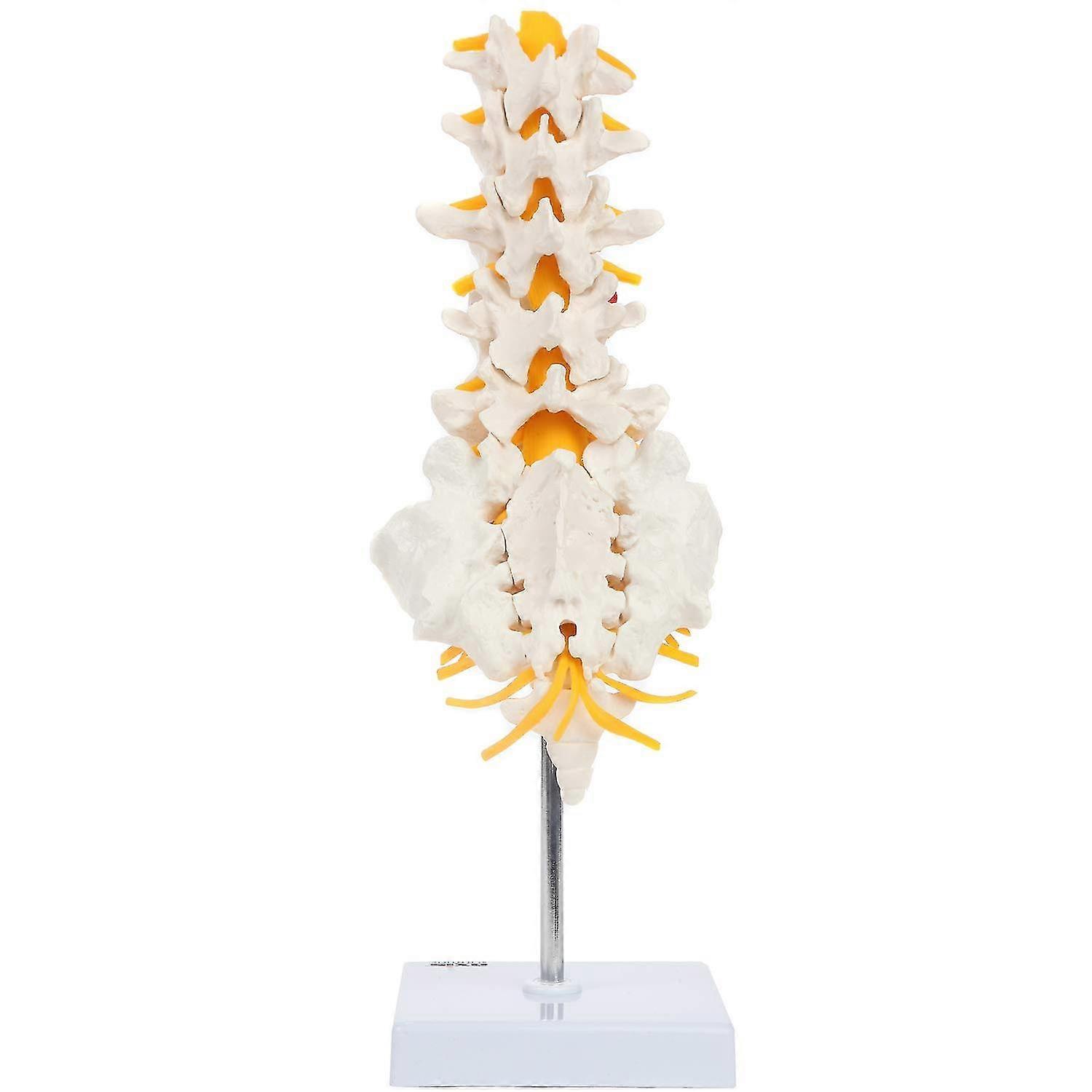 Lumbar Spine Anatomy Model With Sacrum And Spinal Nerves, Lumbar ...