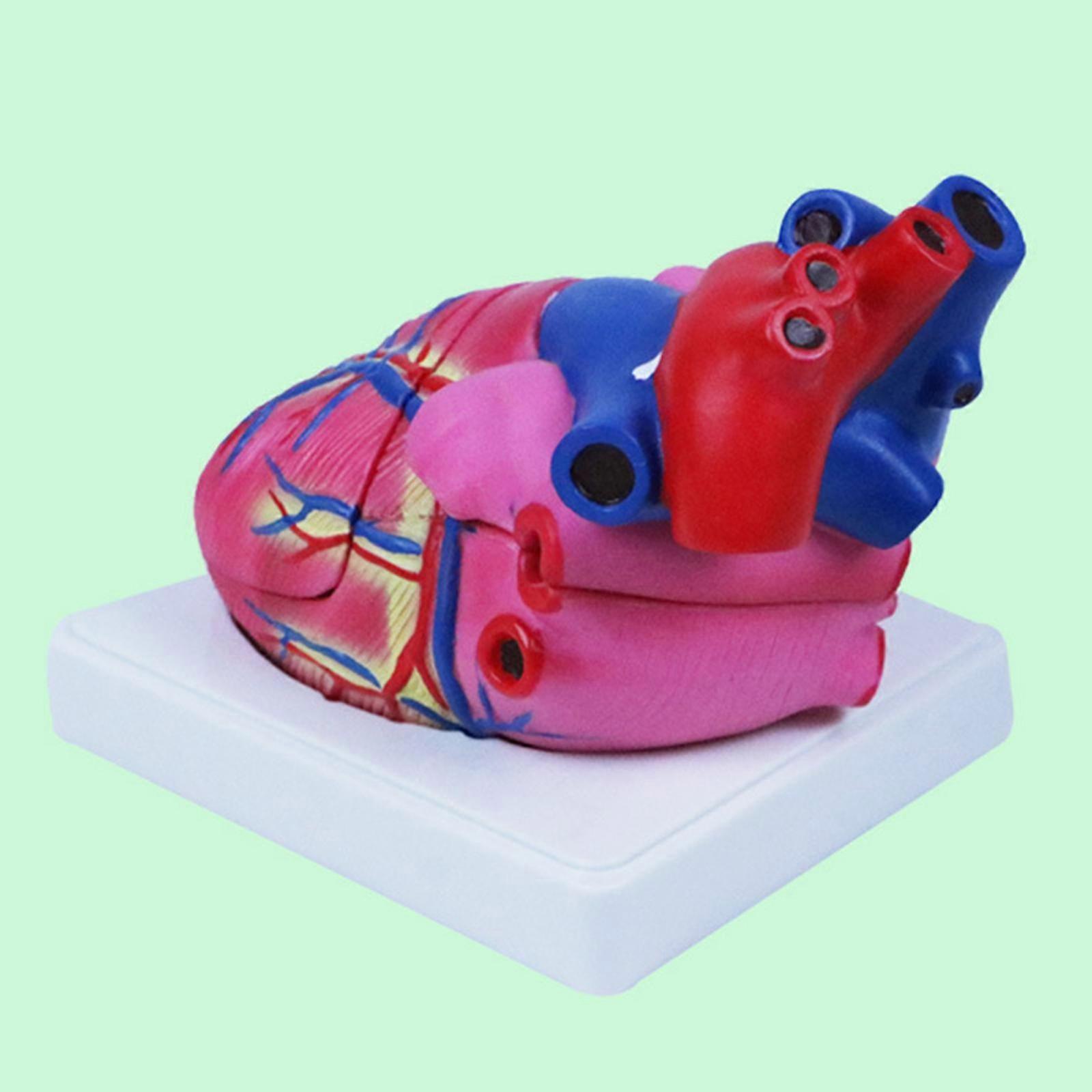Enlarged Human Heart Anatomical Model Anatomically Accurate Heart Model ...