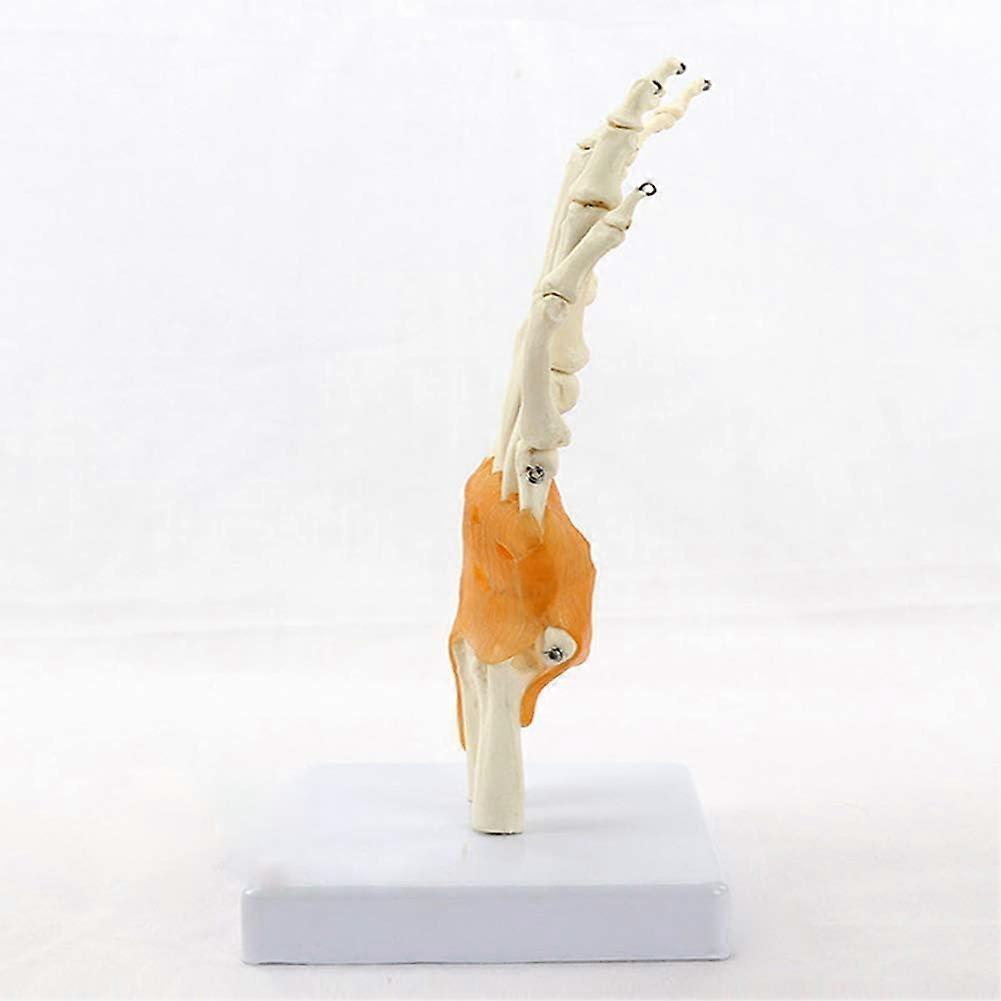 Wrist With Ligaments Skeleton Model, Anatomical Wrist Model, Palm ...