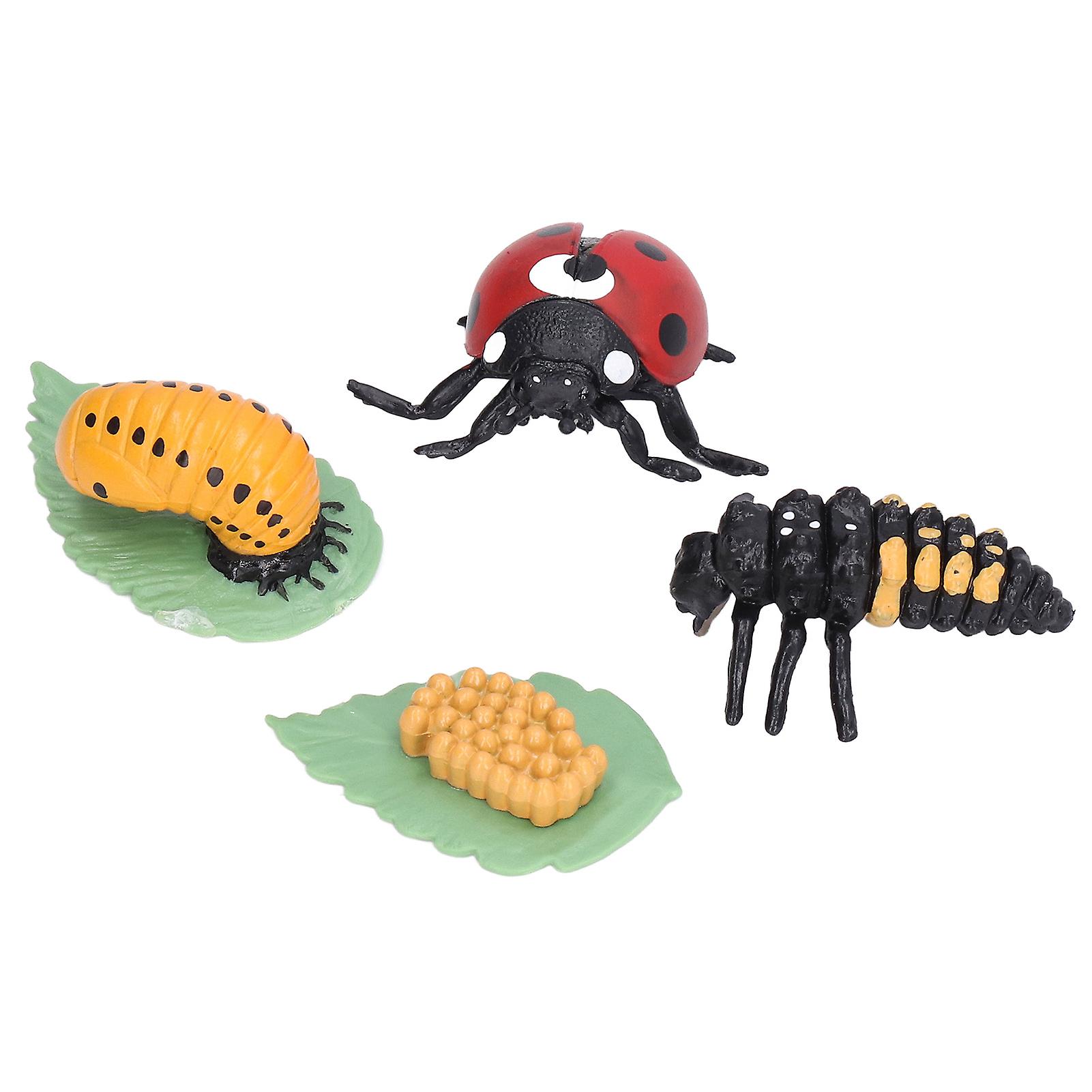 Life Cycle Figurines Lifelike Vinyl Ladybug Life Cycle Model Set For ...