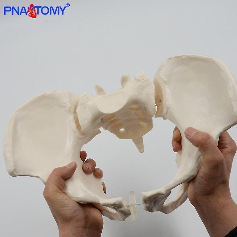 Human Anatomy Features Hip, Sacrum And Tailbone Scientific Female ...