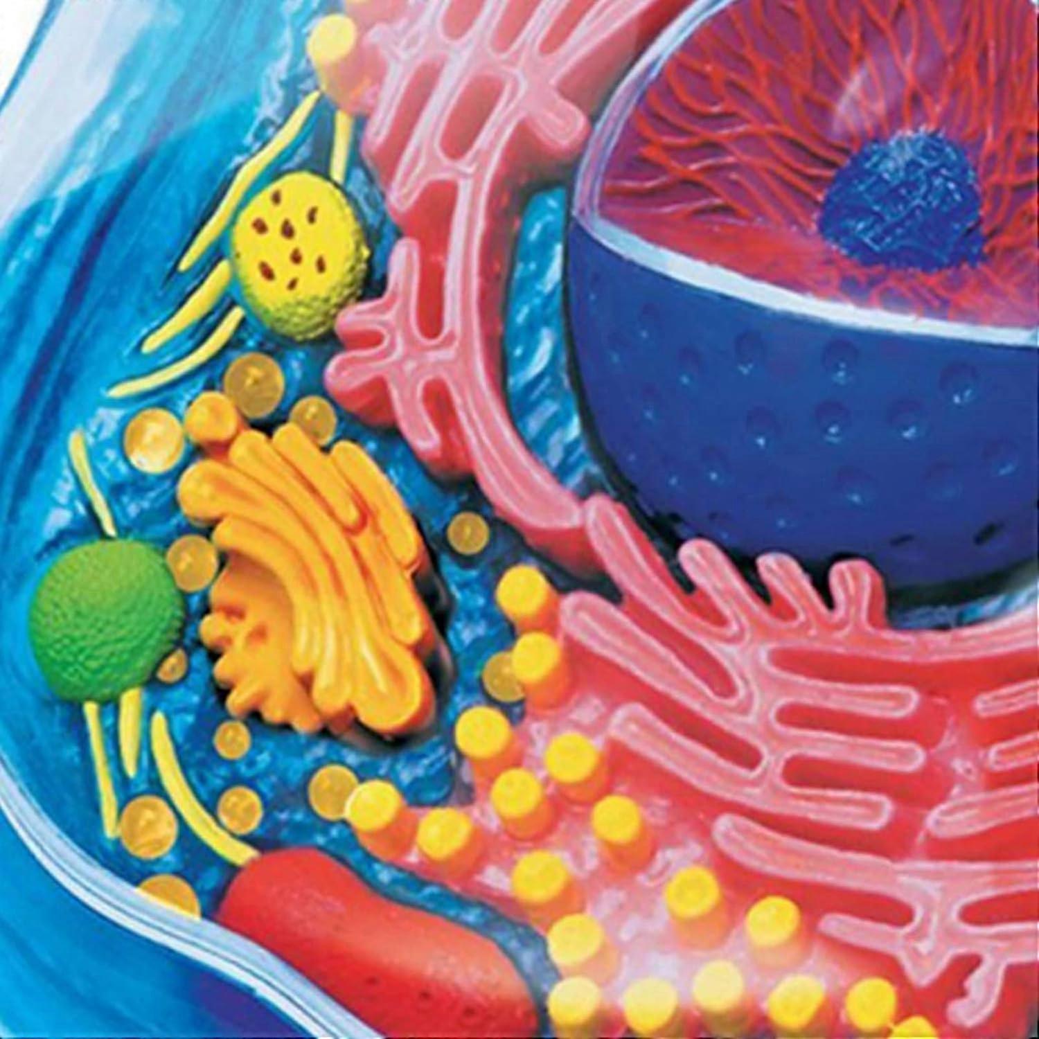 Animal and Plant Cell Model, Anatomical Teaching Aid for Biology ...