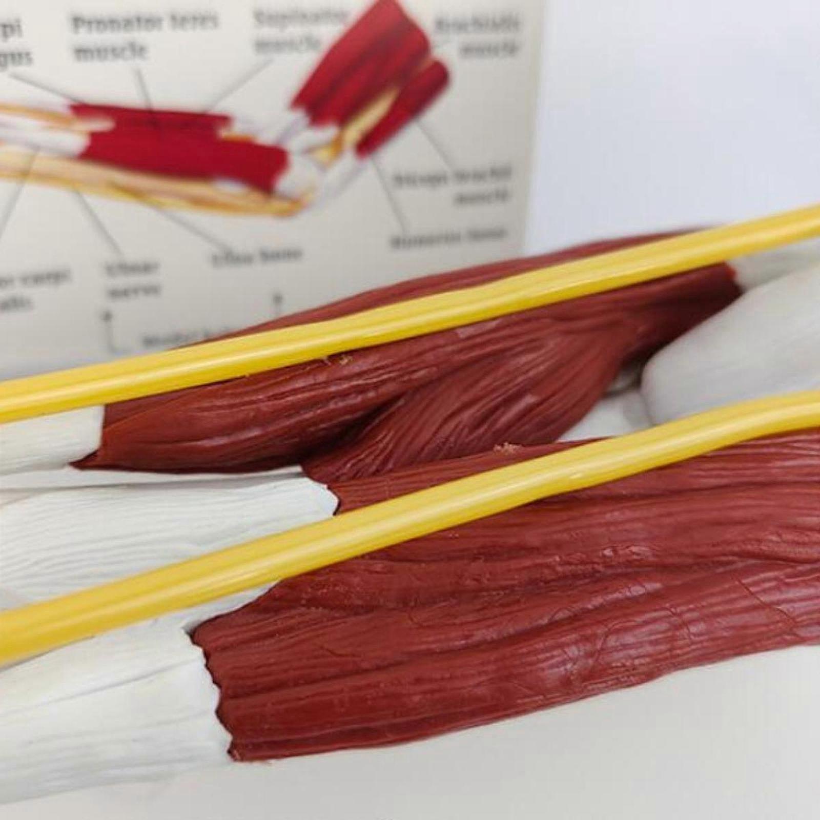 Human Joint Model Teaching Tool Life Size with Ligaments and Muscles ...