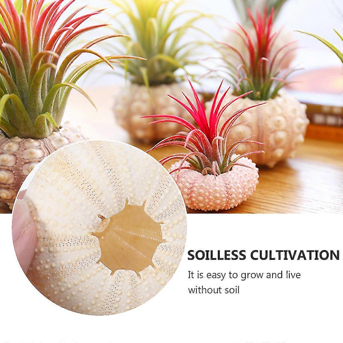 4 Pcs House Plants Indoors Live Air Plants Sea Urchin Sea Shells Sea ...