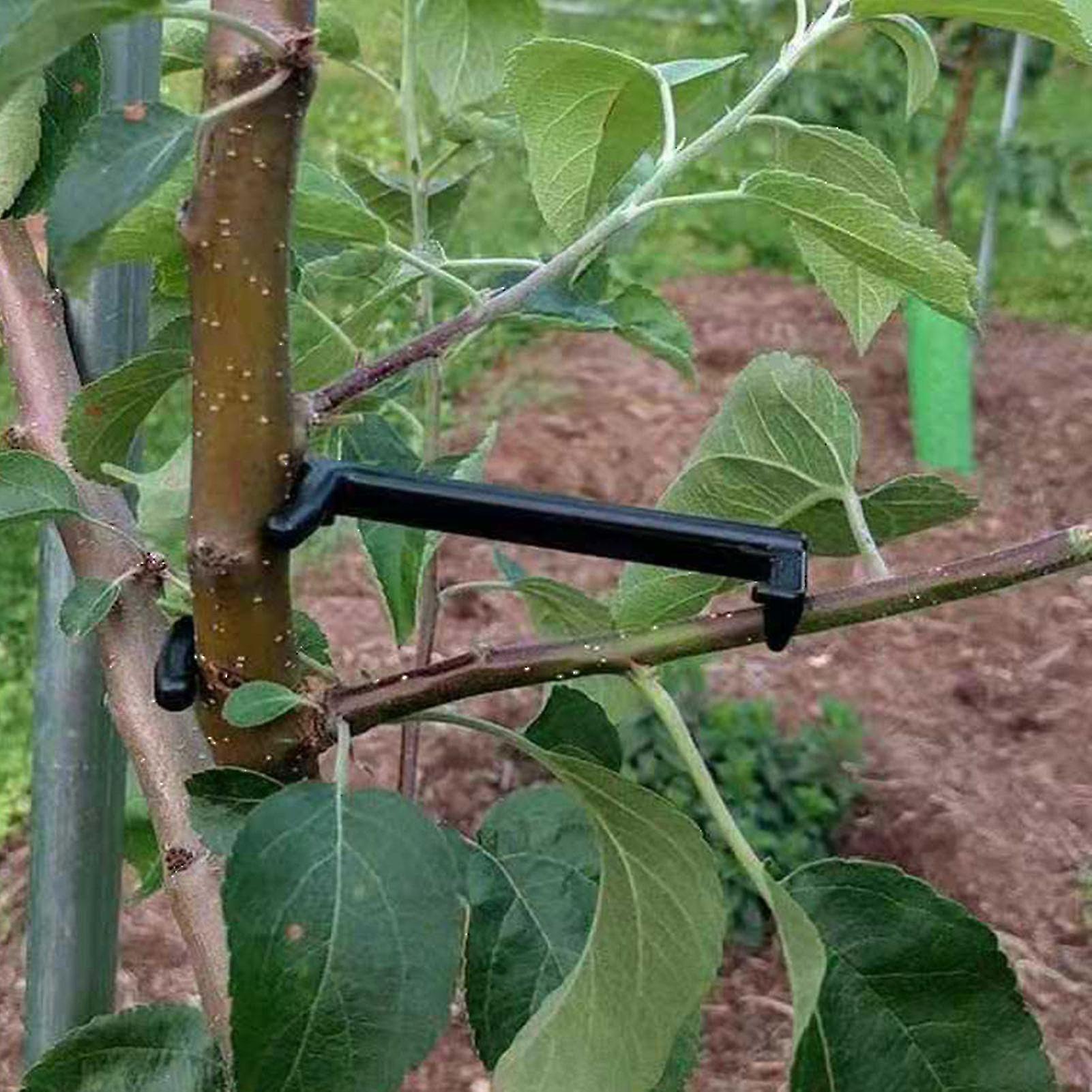 Fruit Tree Branch Limb Spreader Help Fruit Tree Grow From Central Stem ...