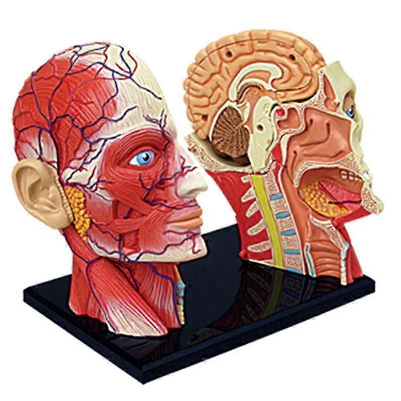 Medical-Torso Human Body Model Education Head Muscles Organs Model for ...