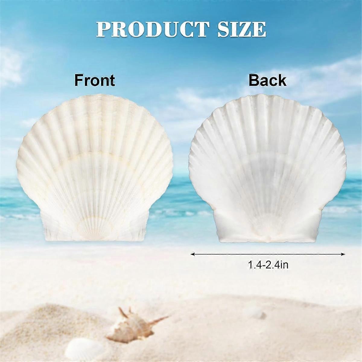 40PCS Natural Scallop Shells 1.4-2.4inch White Small Sea Shells for ...