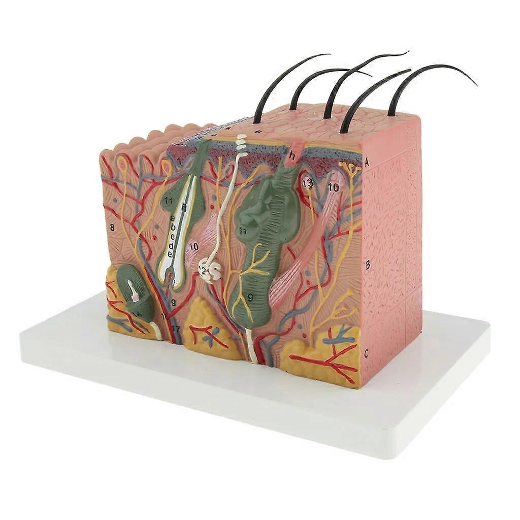 35:1 Enlarged 3D Anatomical Human Skin Tissue Model Block Anatomy ...