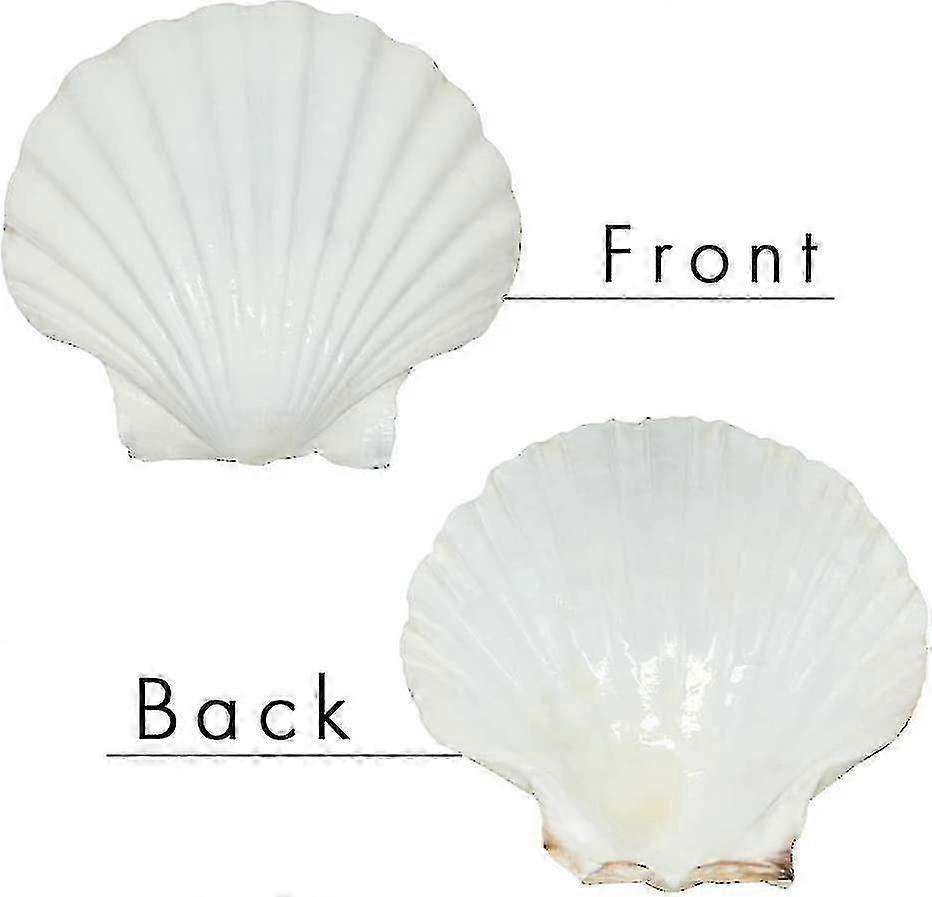 6pcs Scallop Shells For Serving Food,baking Shells Large Natural White ...