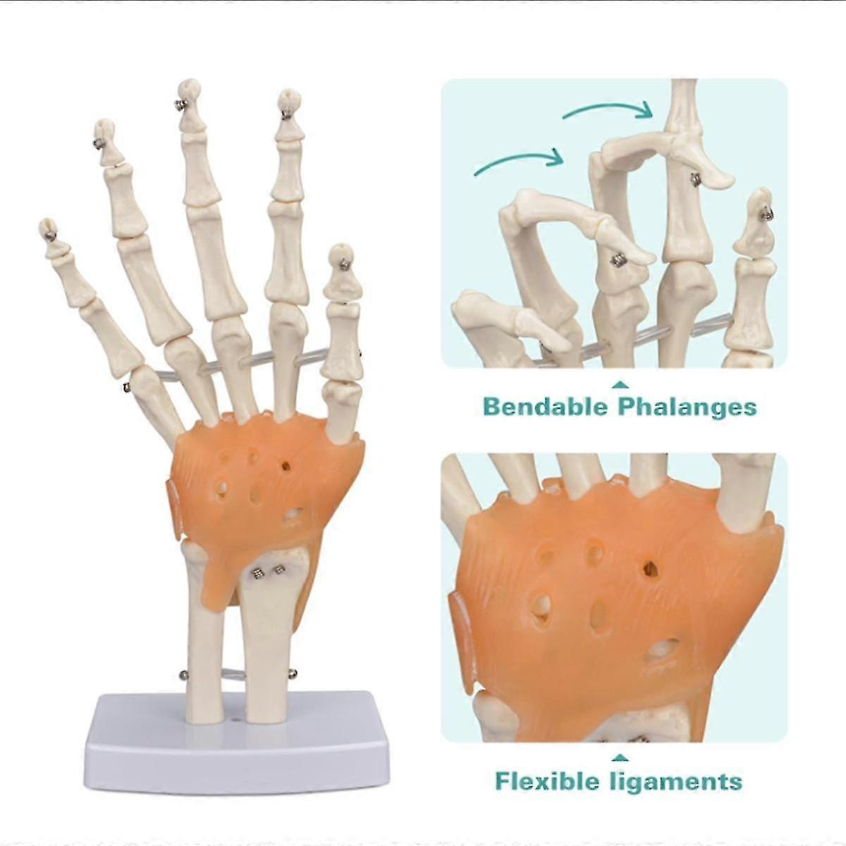 Human Hand Joint Model With Ligaments, Flexible 1:1 Scientific Life ...