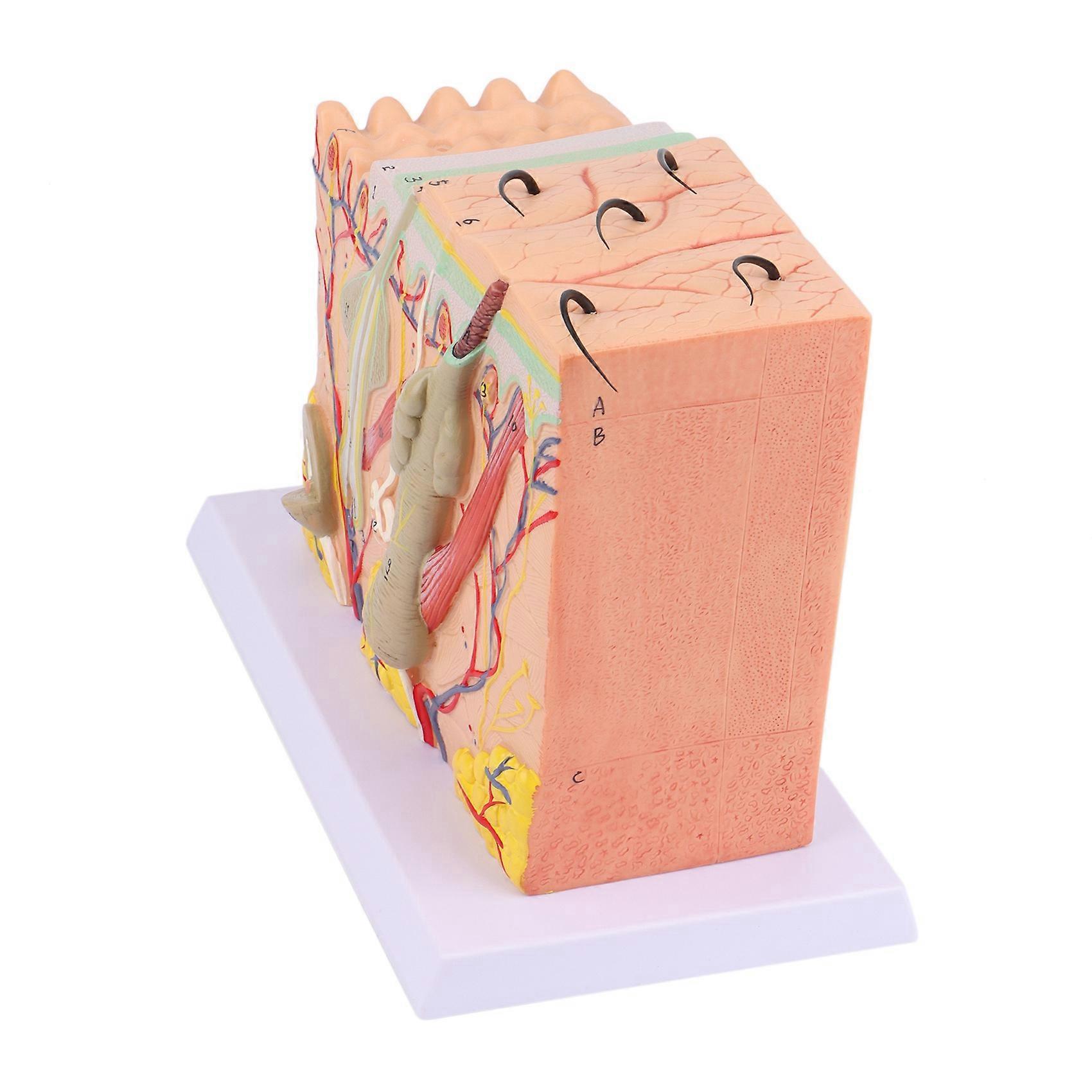 70 Times Skin Model Human Skin Structure Model Hierarchical Structure ...
