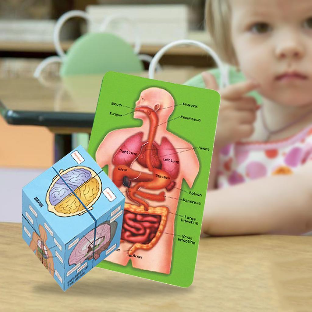 Human Anatomy Cube Children Science Educational Learning Development ...