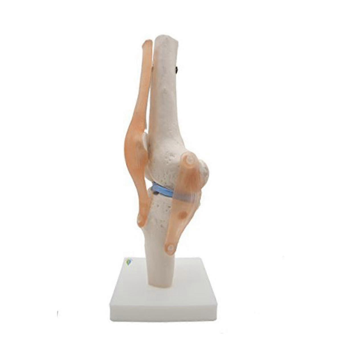 Anatomical Knee Joint With Ligaments Model, Life Size | Fruugo UK