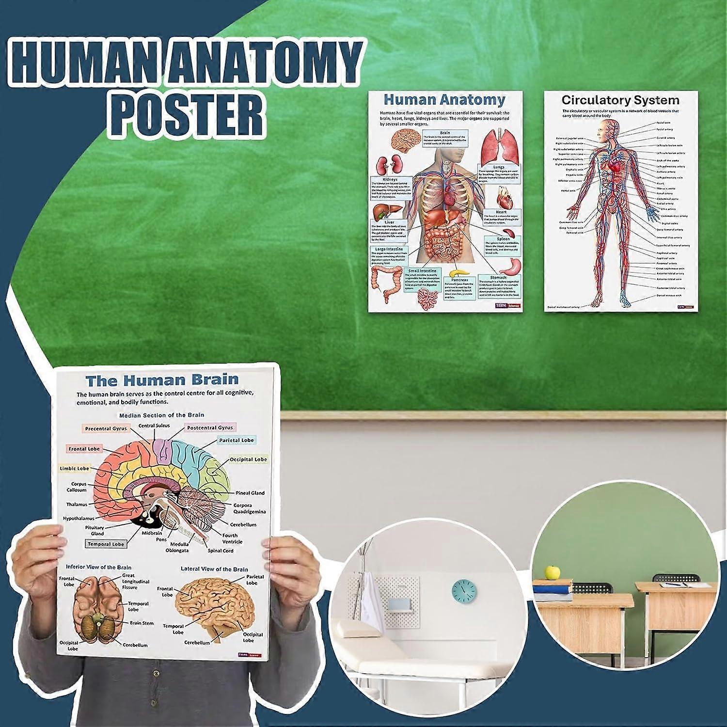 Human Anatomy Poster 16X Nervous System Charts for Classroom Clinic ...