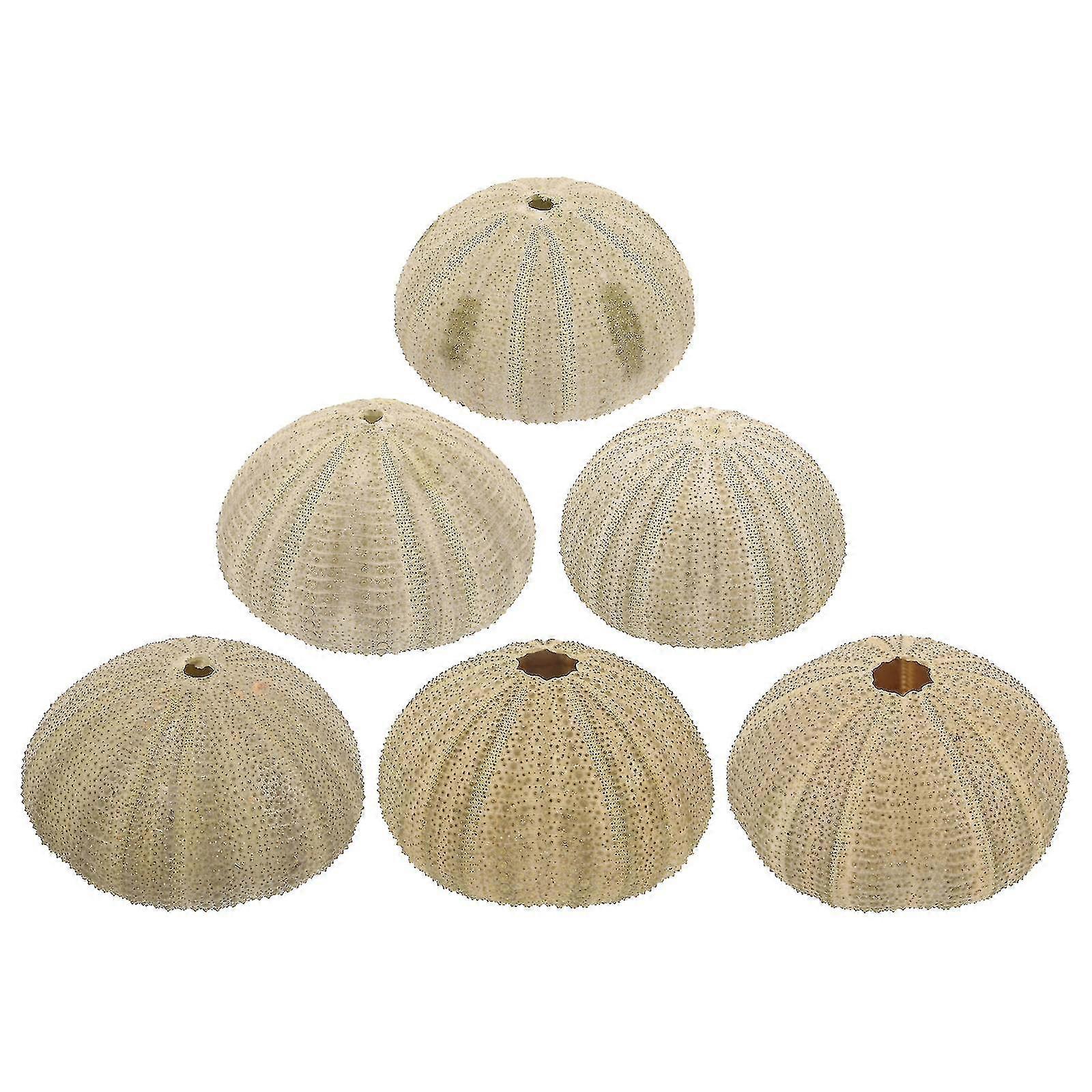 6 pcs Natural Sea Urchins Shells Fish Tank Sea Urchins Shells Home ...