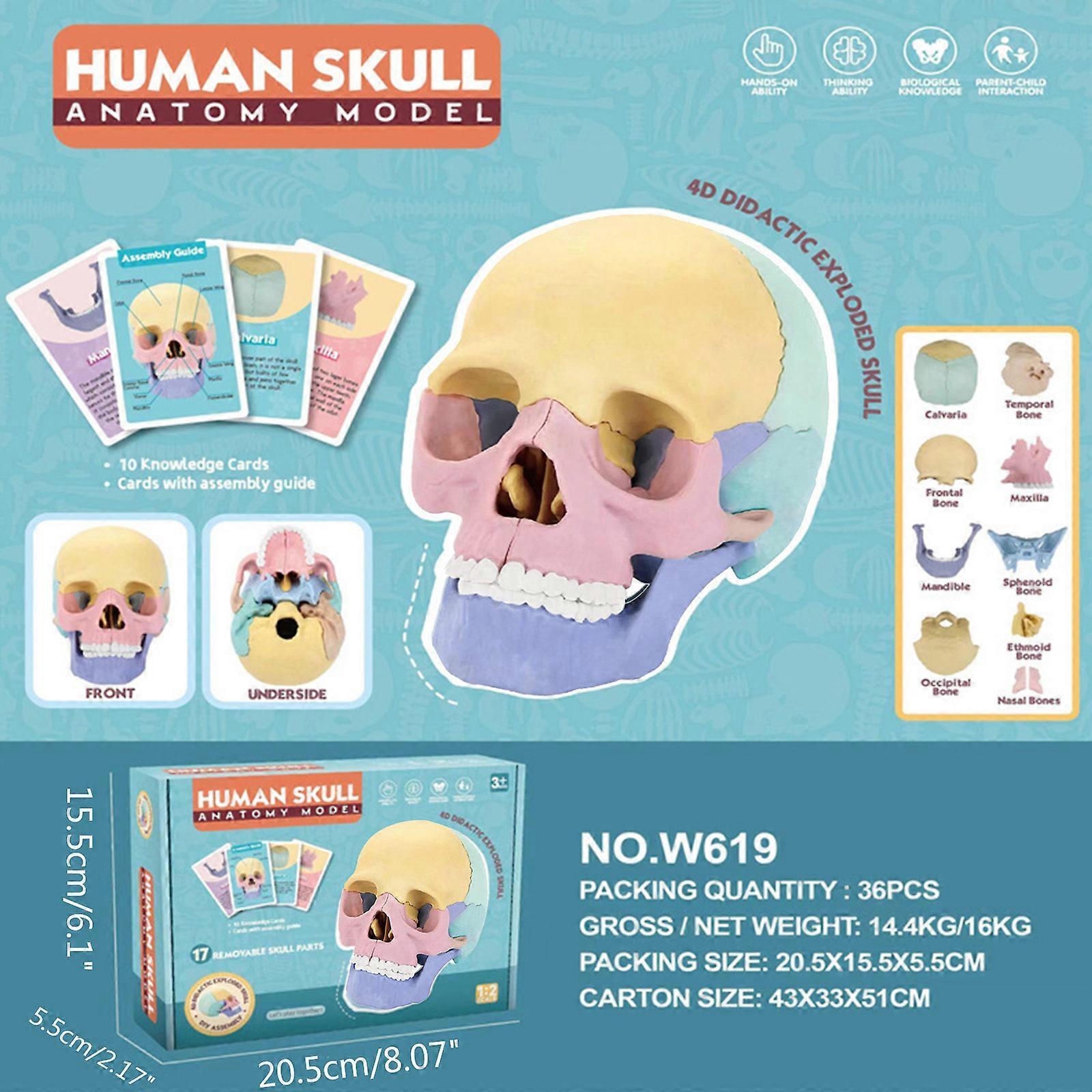 Exploded Skull Model Medical Skull Model Anatomy Skull Model For ...