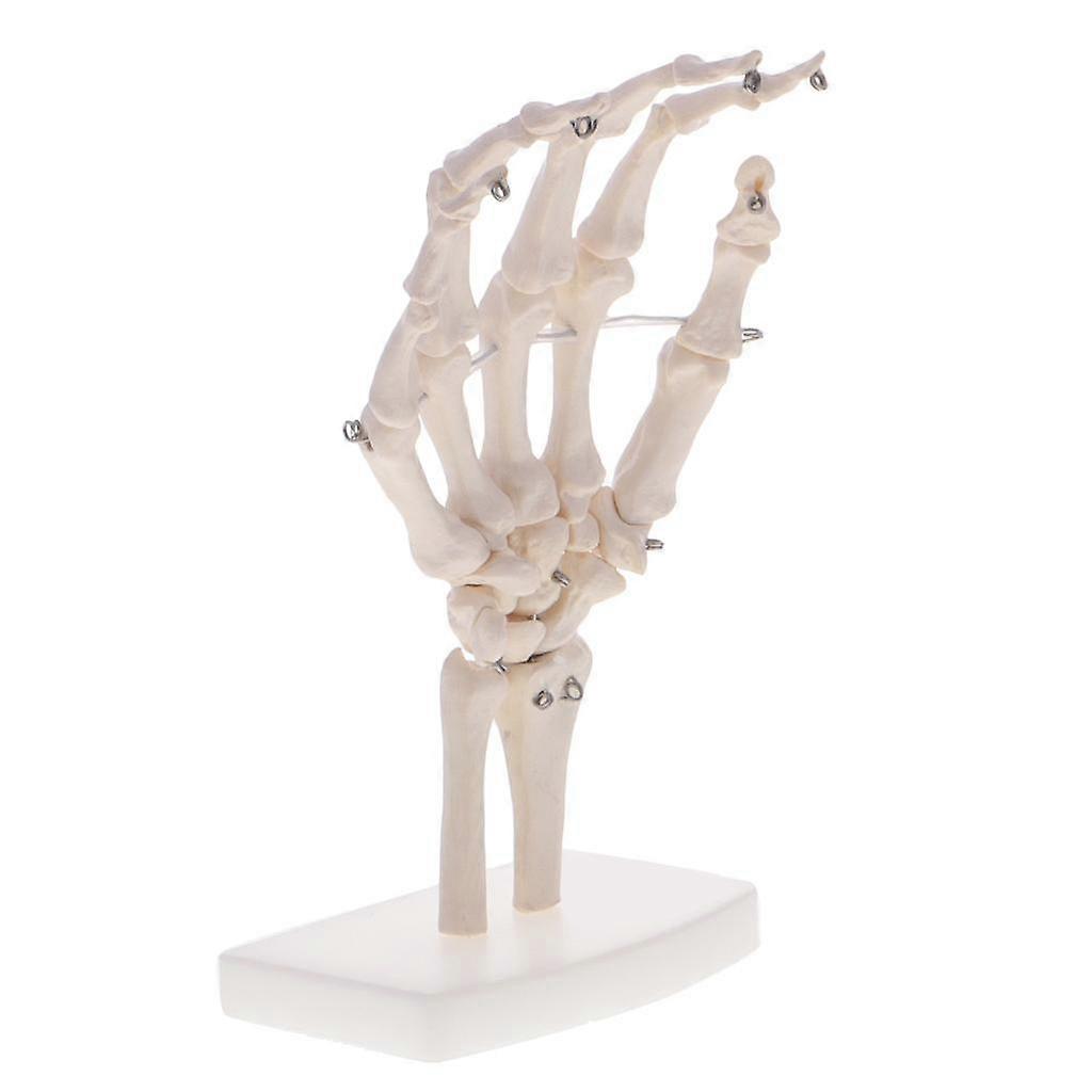 Human Hand & Wrist Skeleton Model, Articulated Joints, Anatomy Model ...
