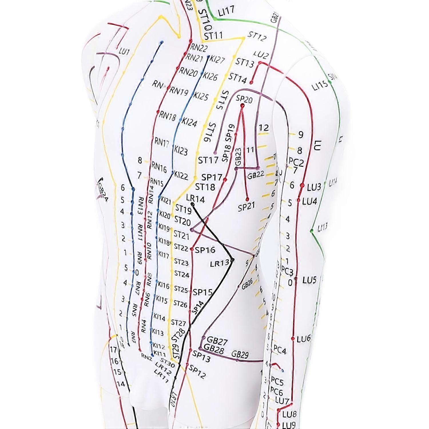 52cm Acupuncture Model Human Body Model Full Body Acupuncture Model ...
