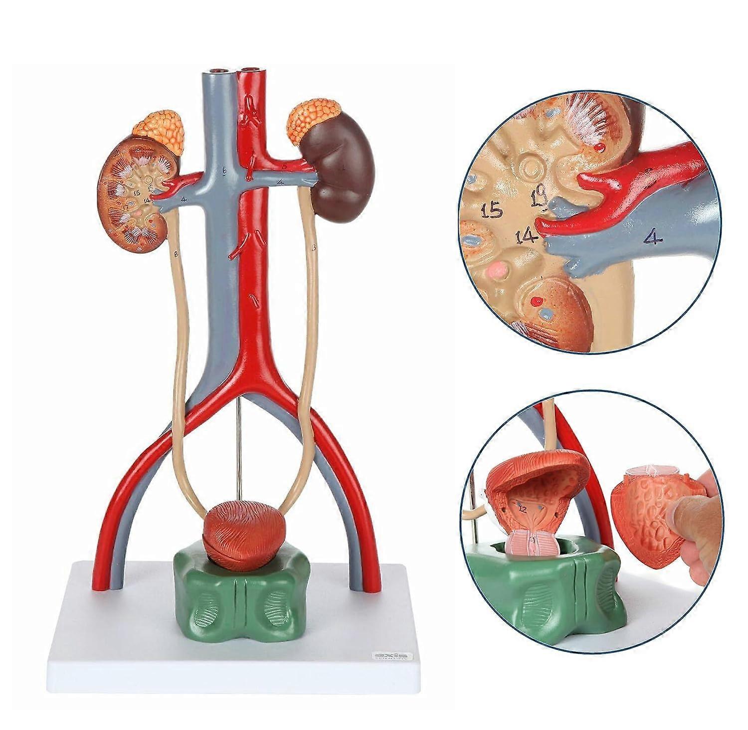Anatomy Model of Male Urinary System | Urinary System Model is 13.5 ...