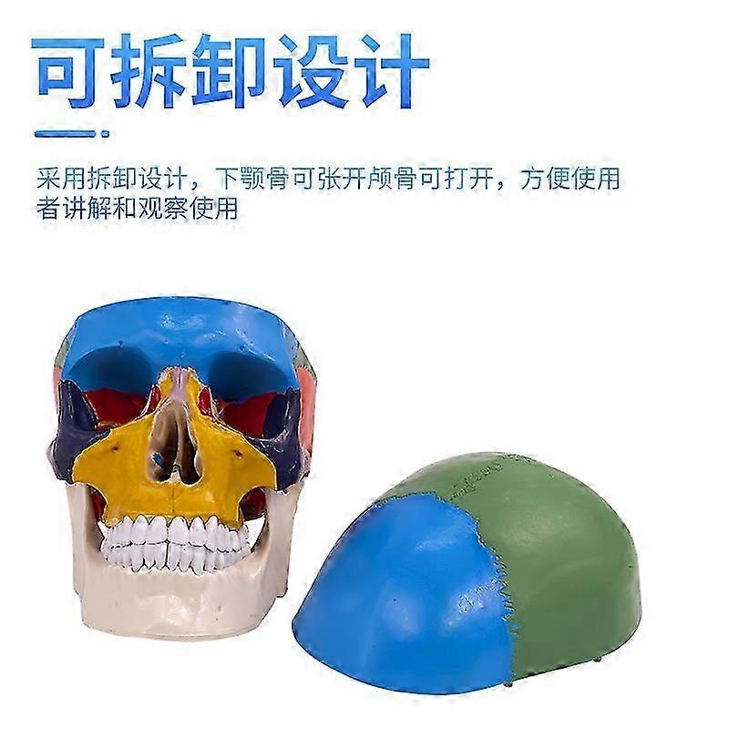 Upgraded Life Size Human Colored Head Skull Anatomical Model for ...