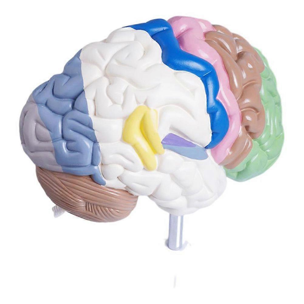 Human Half Brain Anatomy Model Life Size Anatomical,Brain Model Medical ...