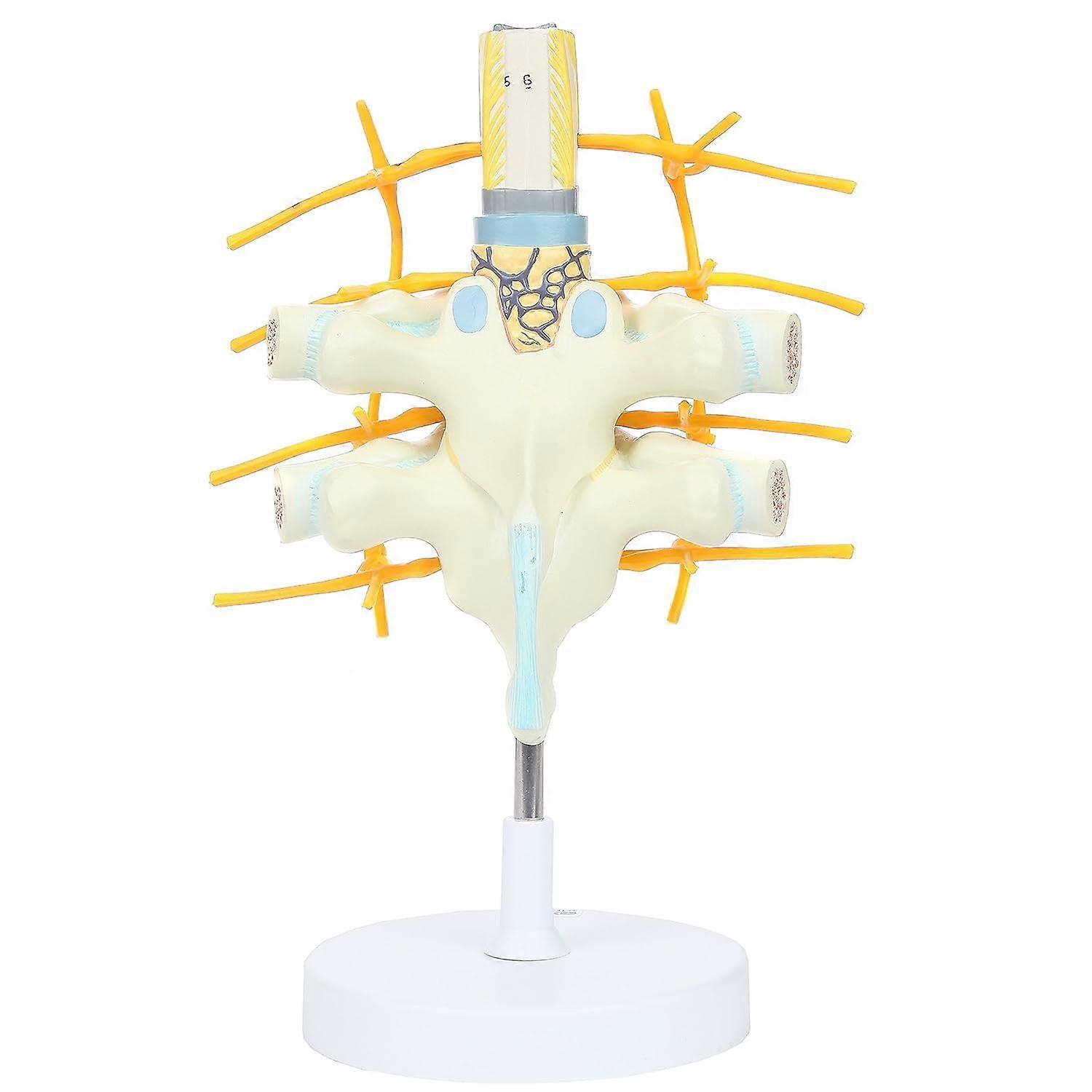Anatomy Model of Thoracic Vertebrae and Enlarged Spinal Cord | 2X Life ...