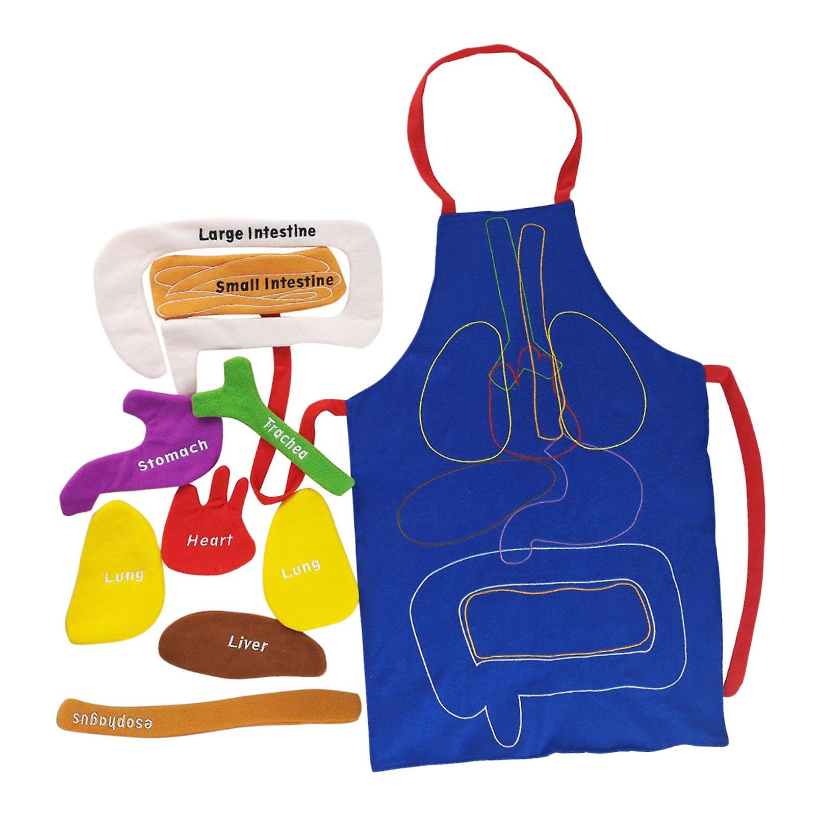 Anatomy Apron Organs Apron Early Childhood Education for School ...