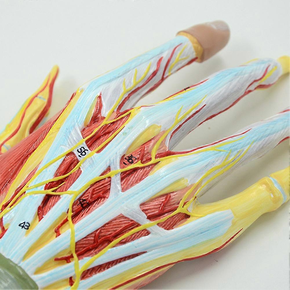 Medical Anatomical Hand Skeleton Model with Muscles, Ligaments, Nerves ...