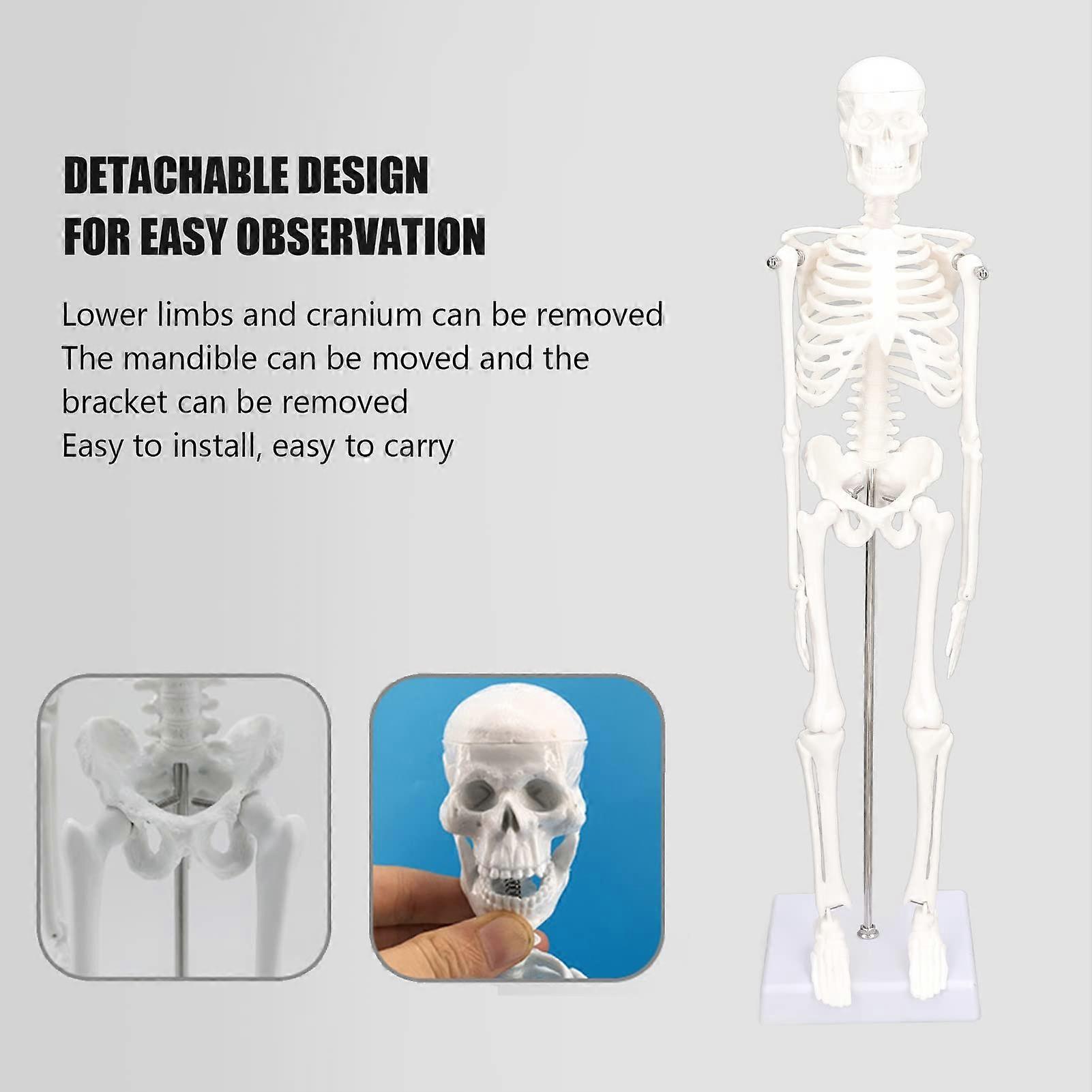 Mini Human Skeleton Model with Metal Stand, 45cm/17.7inch Human Skeleton Model for Anatomy ...