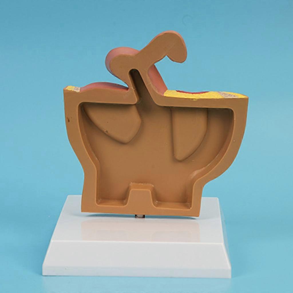 Desktop Female Pelvis Anatomy Model Median Sagittal Section Uterus ...