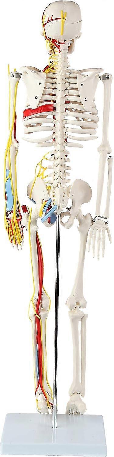 Anatomy Lab 33" Human Skeleton Model with Nerves, Veins and Arteries ...