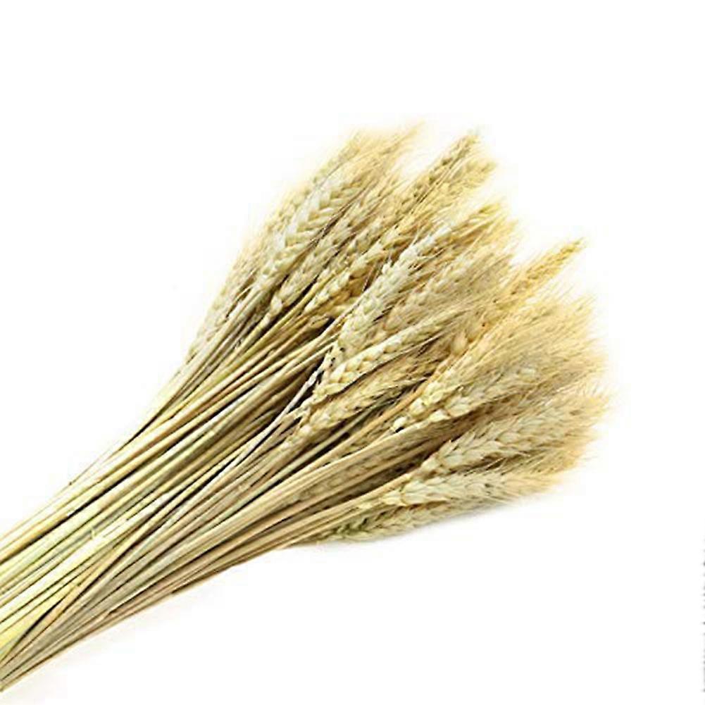 100 Stems Dried Wheat Stalks for Decor Artificial Dried Wheat Sheaves ...